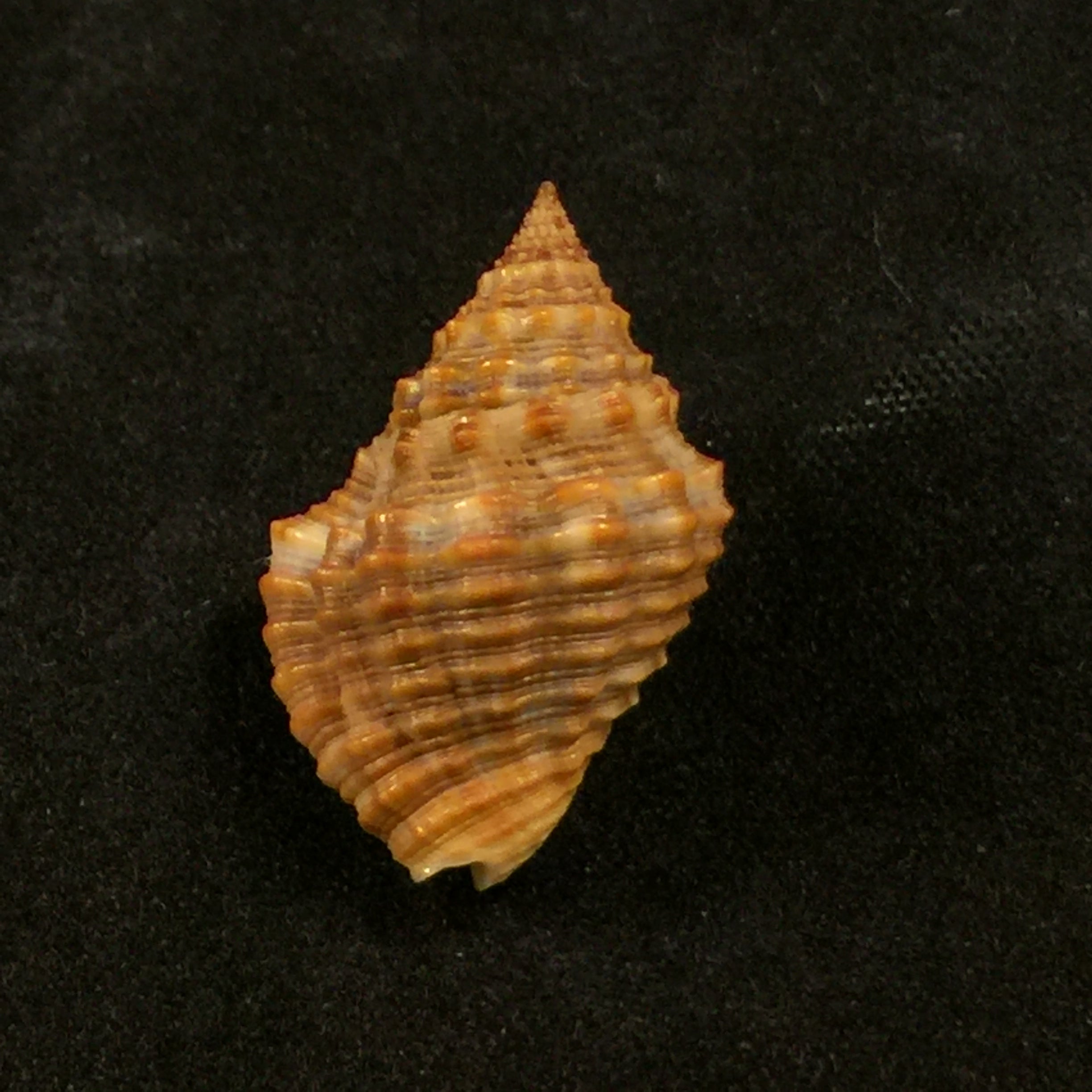 Pisania auritula (Link, 1807) - 22,8mm