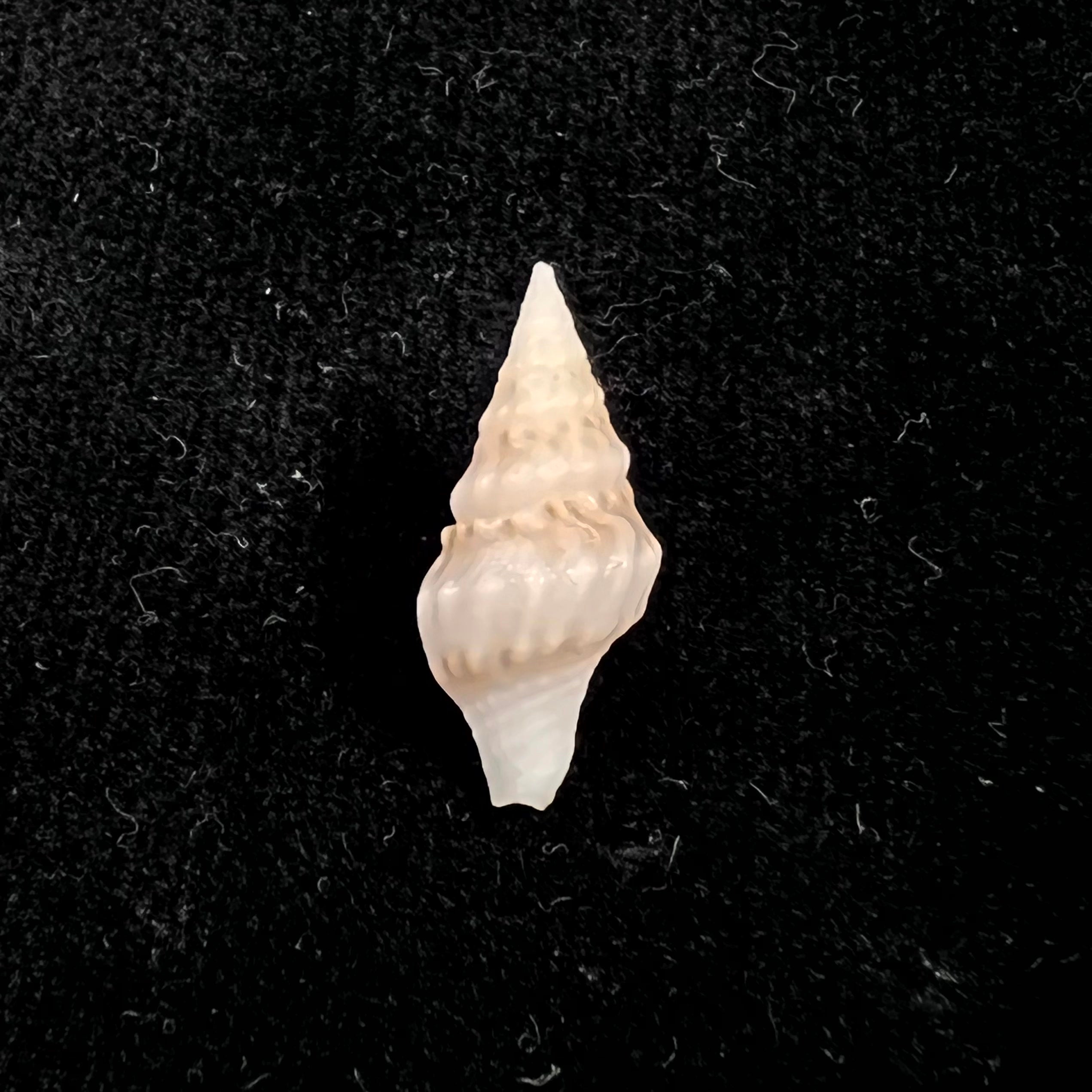 Clavatula sp - 18,7mm