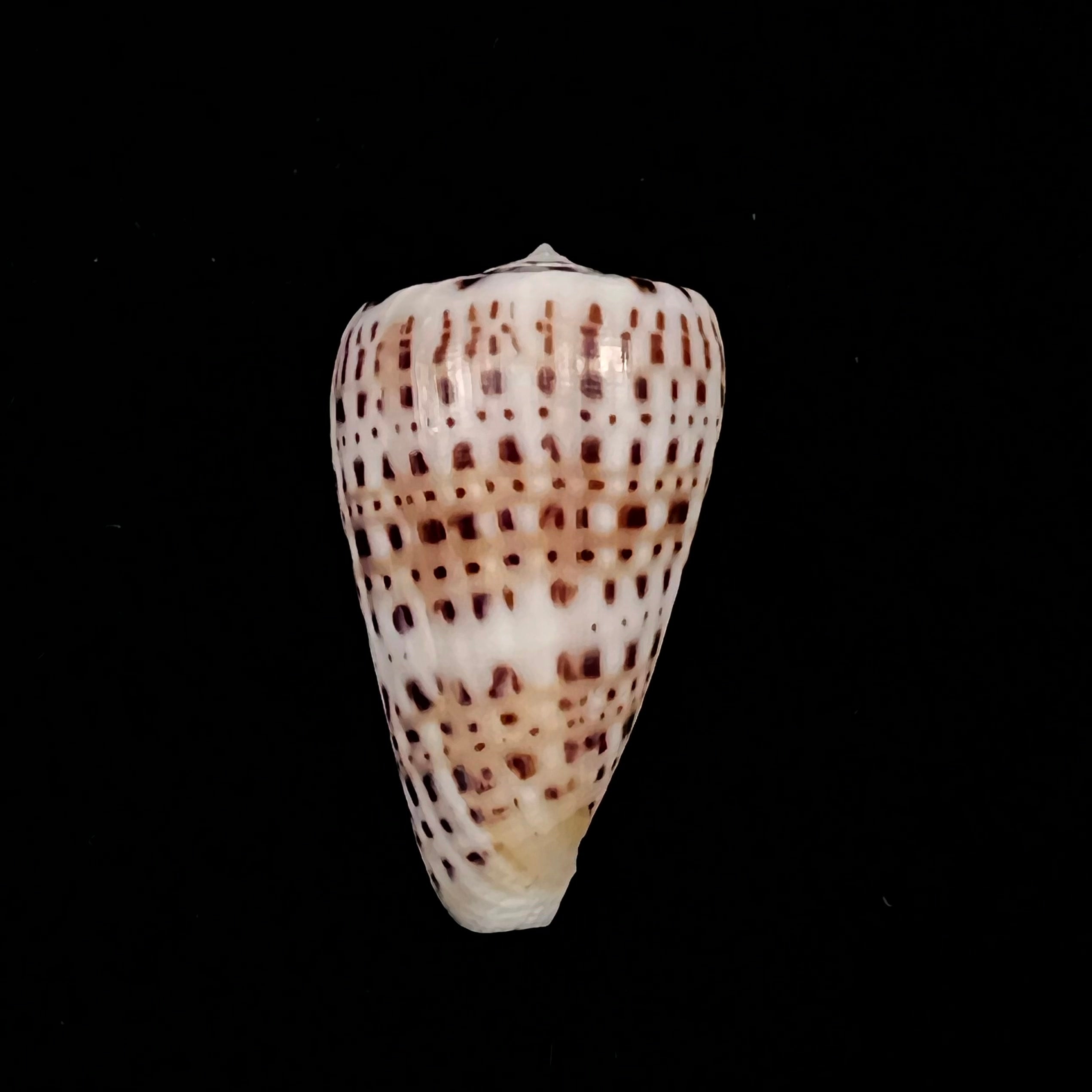 Conus byssinus (Röding, 1798) - 44,9mm