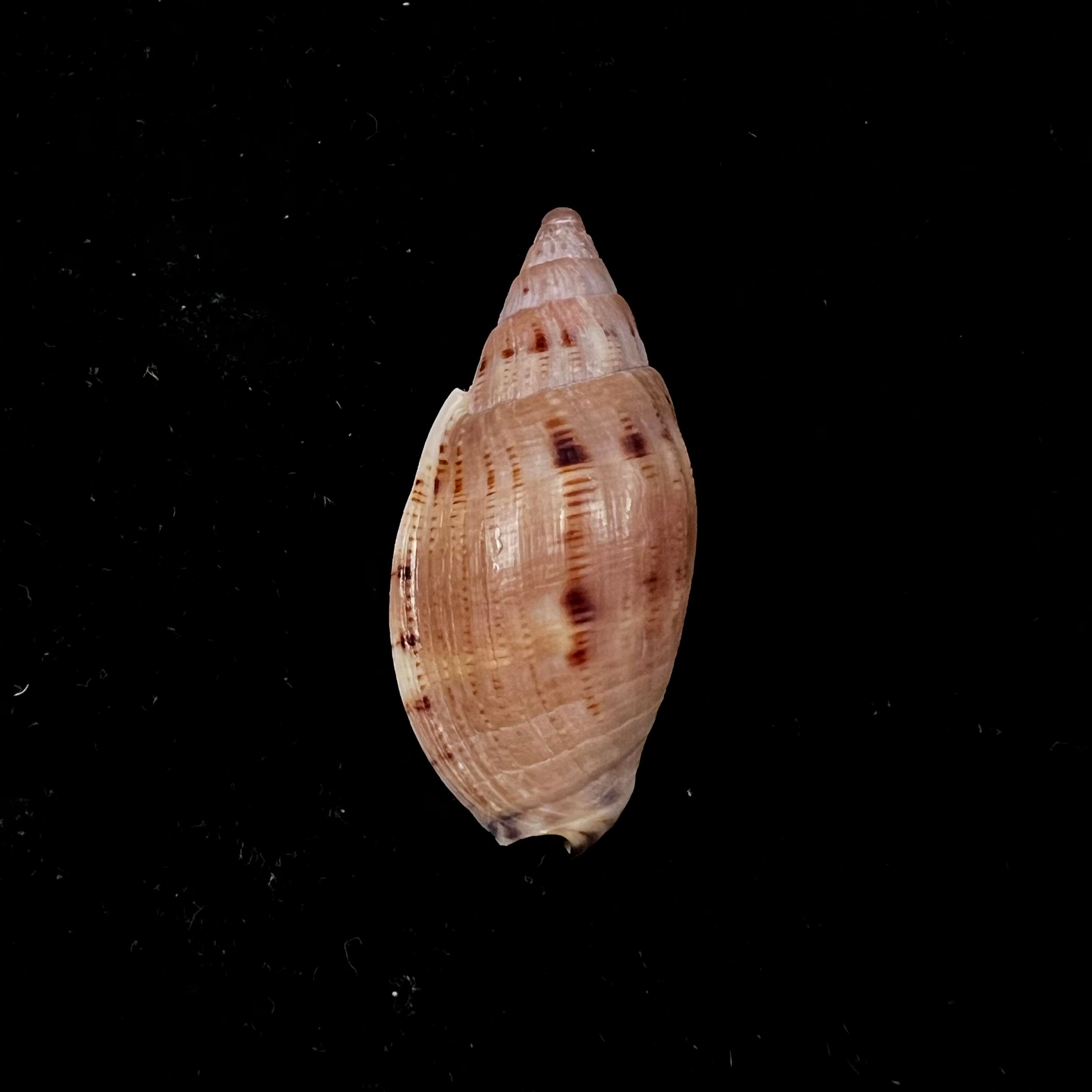 Lyria pauljohnsoni Poppe & Terryn, 2002 - 35,7mm