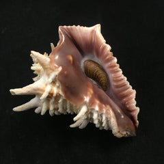 The best quality in Brazilian shells.