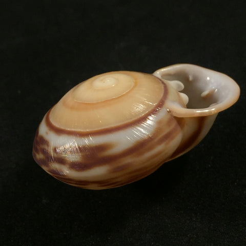 The best quality in Brazilian shells.