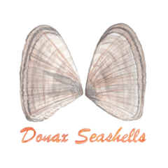 The best quality in Brazilian shells.