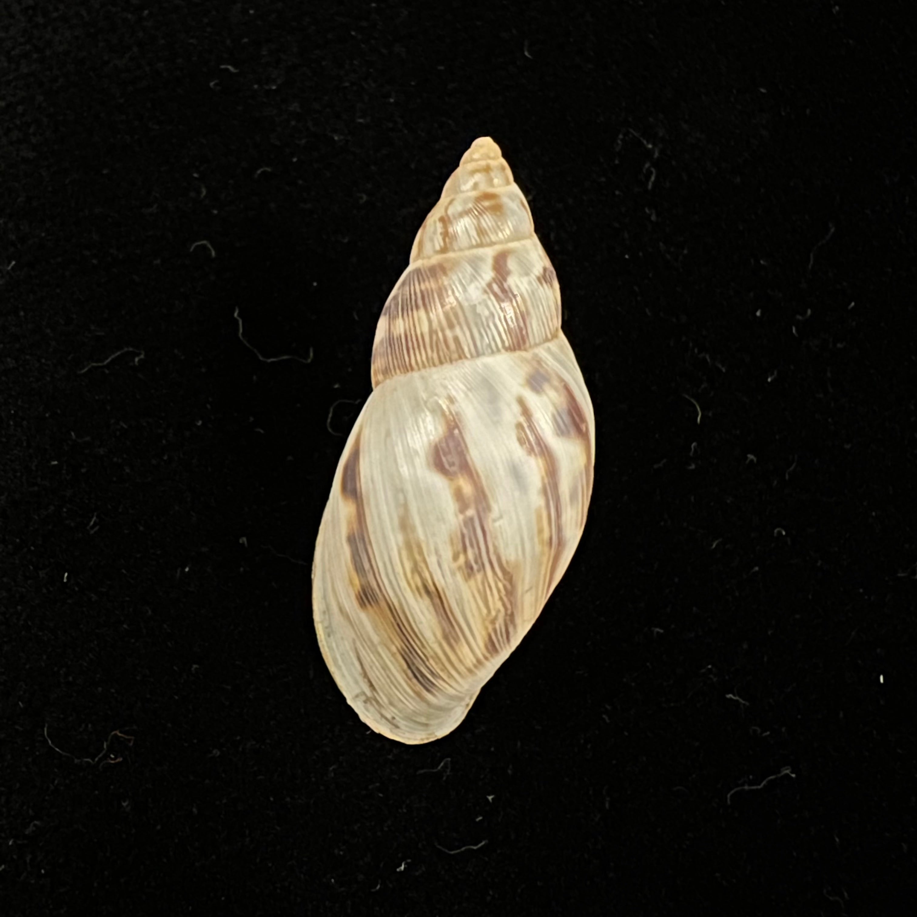 Drymaeus papyraceus (Mawe, 1823) - 31,6mm