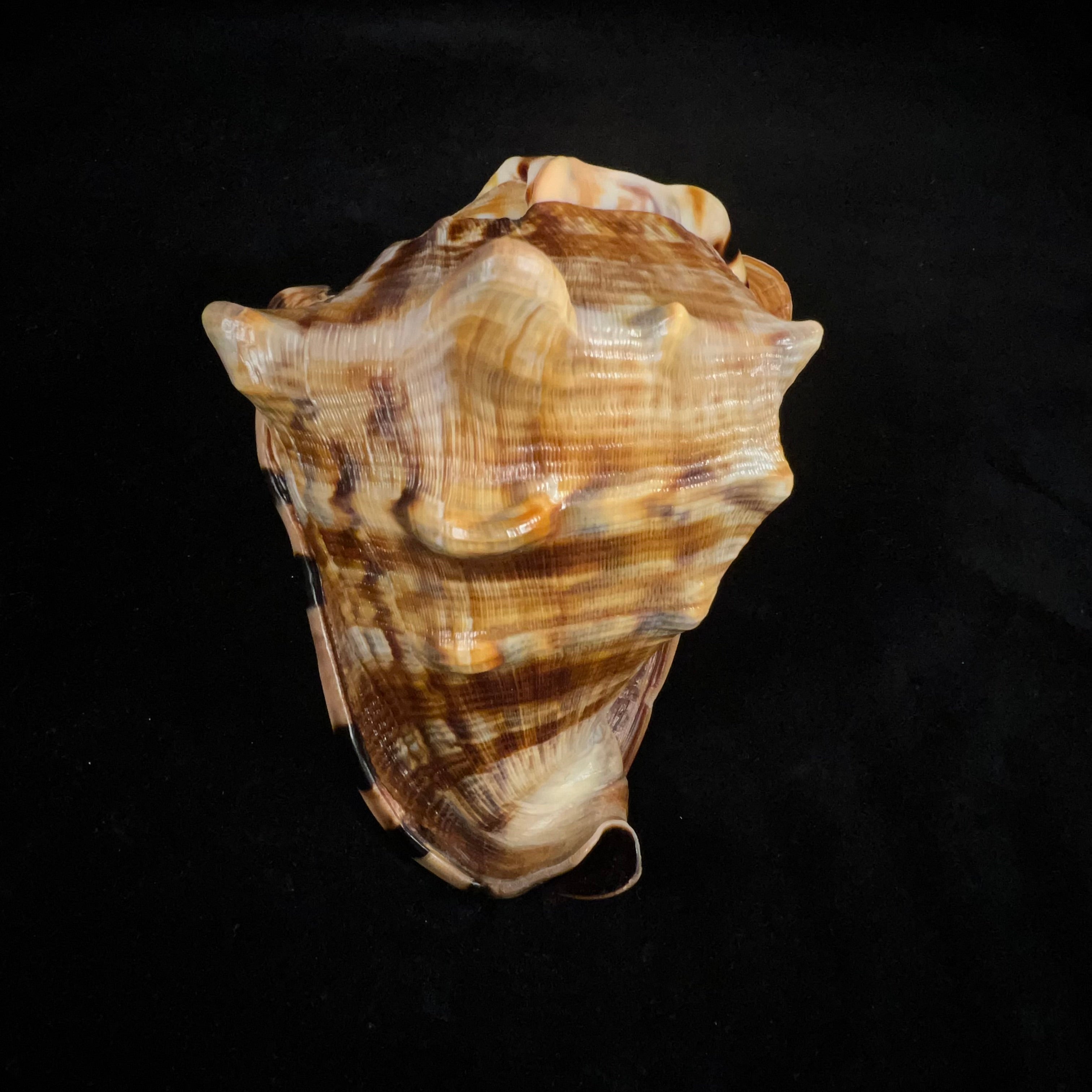 Cassis tuberosa (Linnaeus, 1758) - 155,6mm