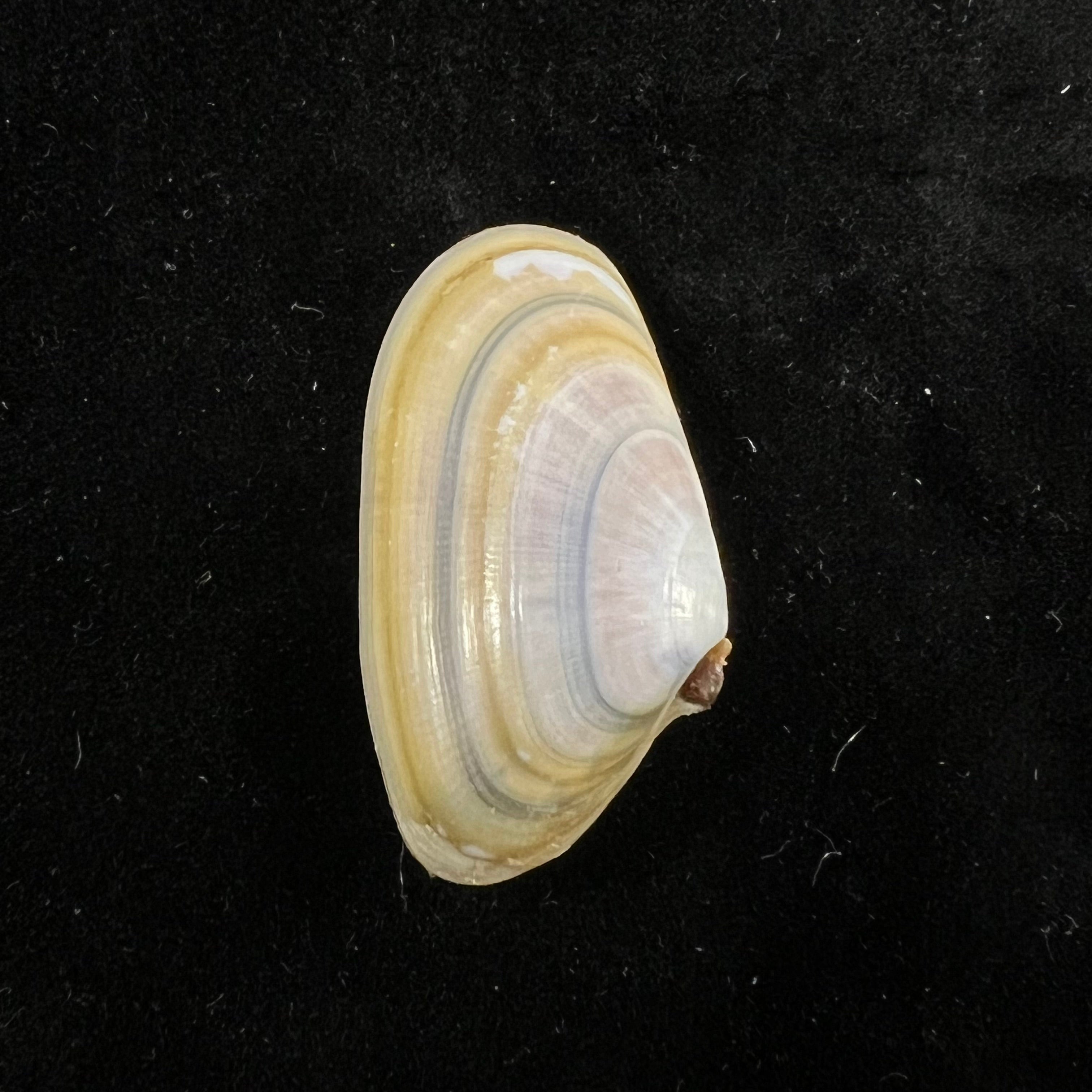 Donax trunculus Linnaeus, 1758 - 33mm