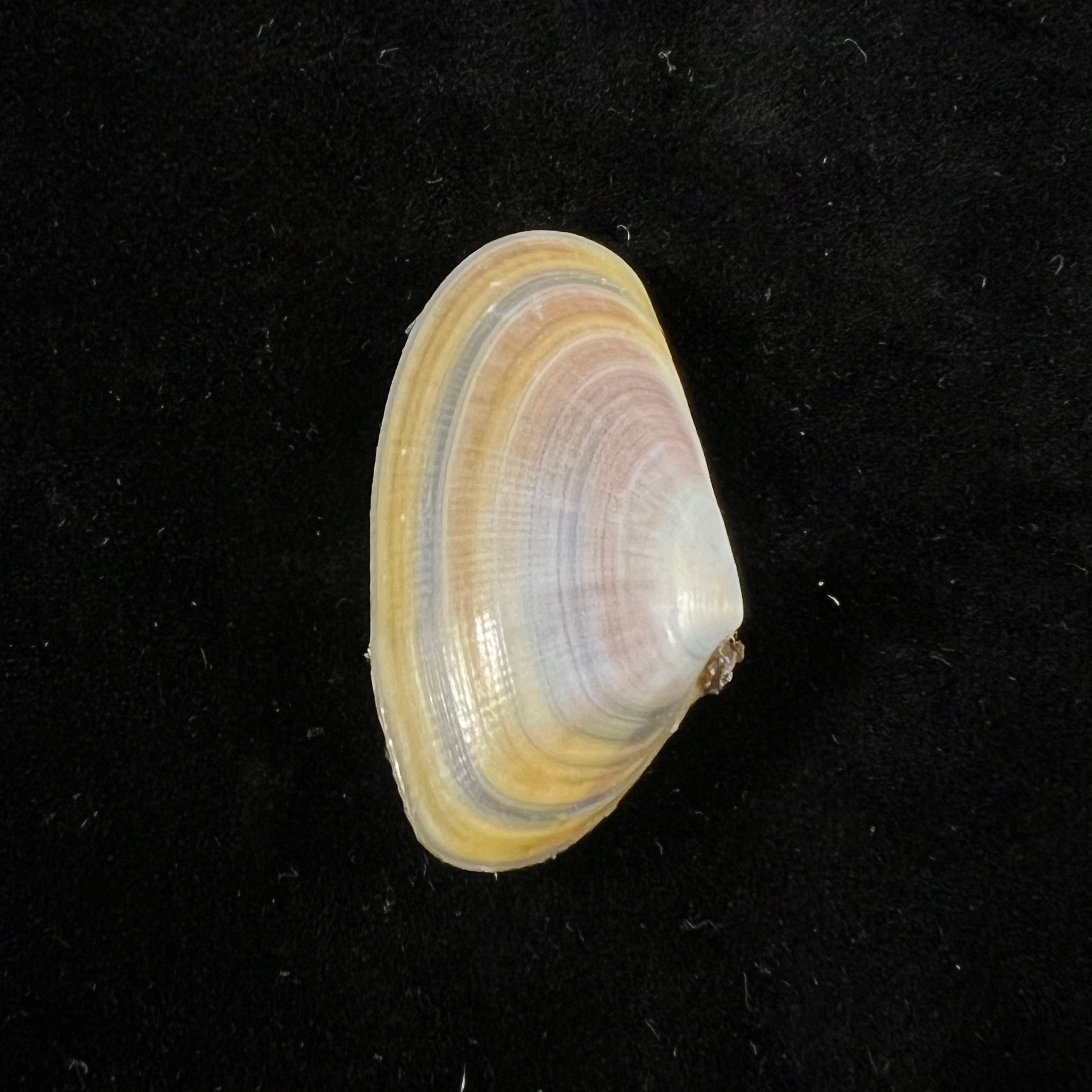 Donax trunculus Linnaeus, 1758 - 33,2mm