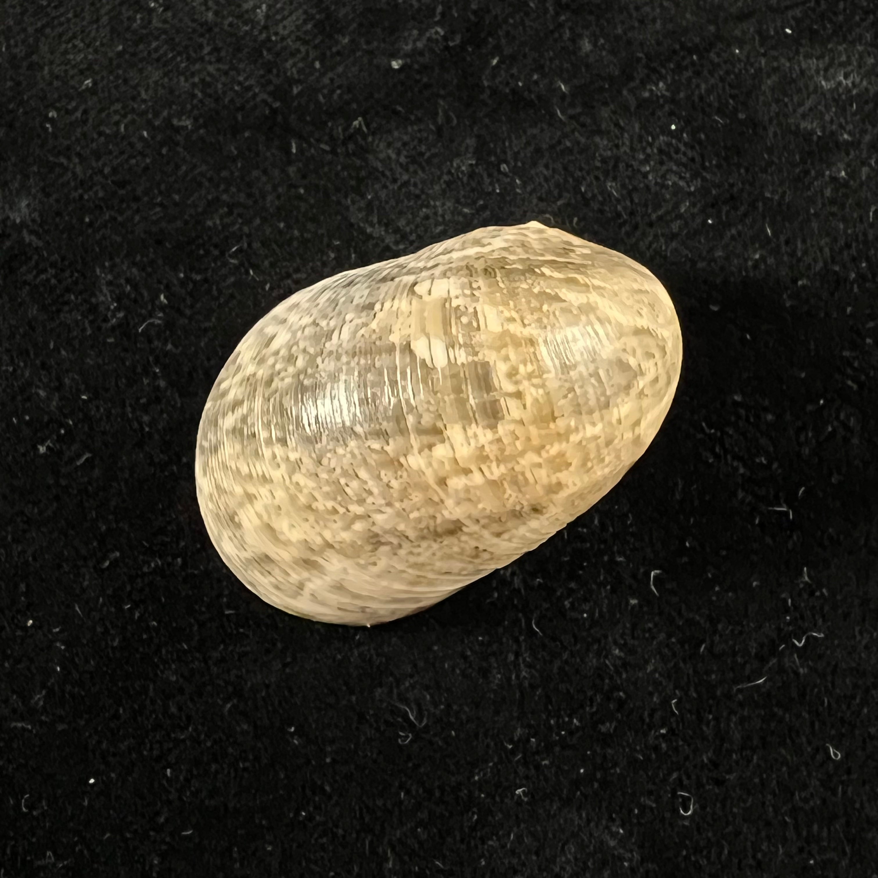 Nerita polita Linnaeus, 1758 - 34,5mm