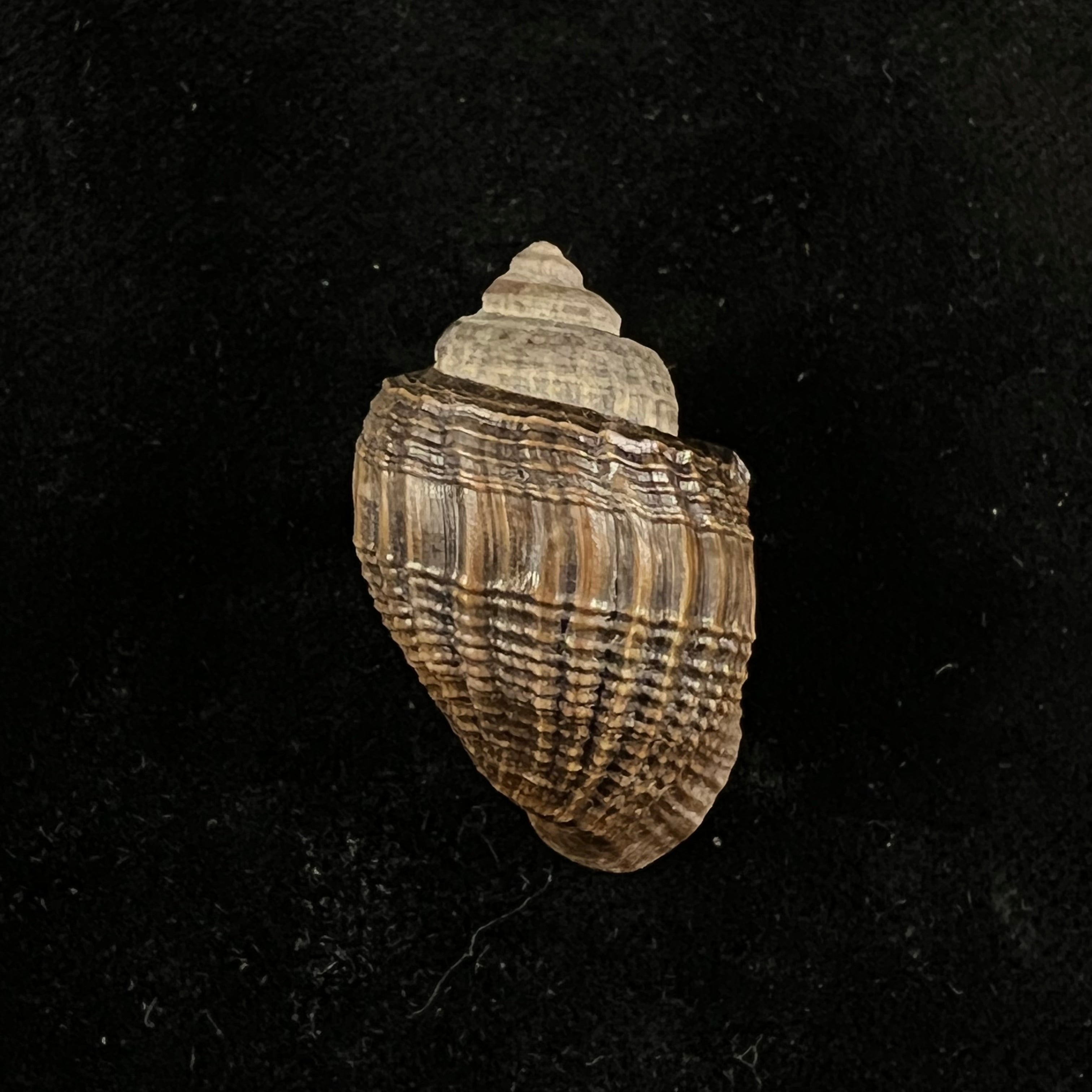 Miratesta celebensis P. Sarasin & F. Sarasin, 1897 - 35,2mm