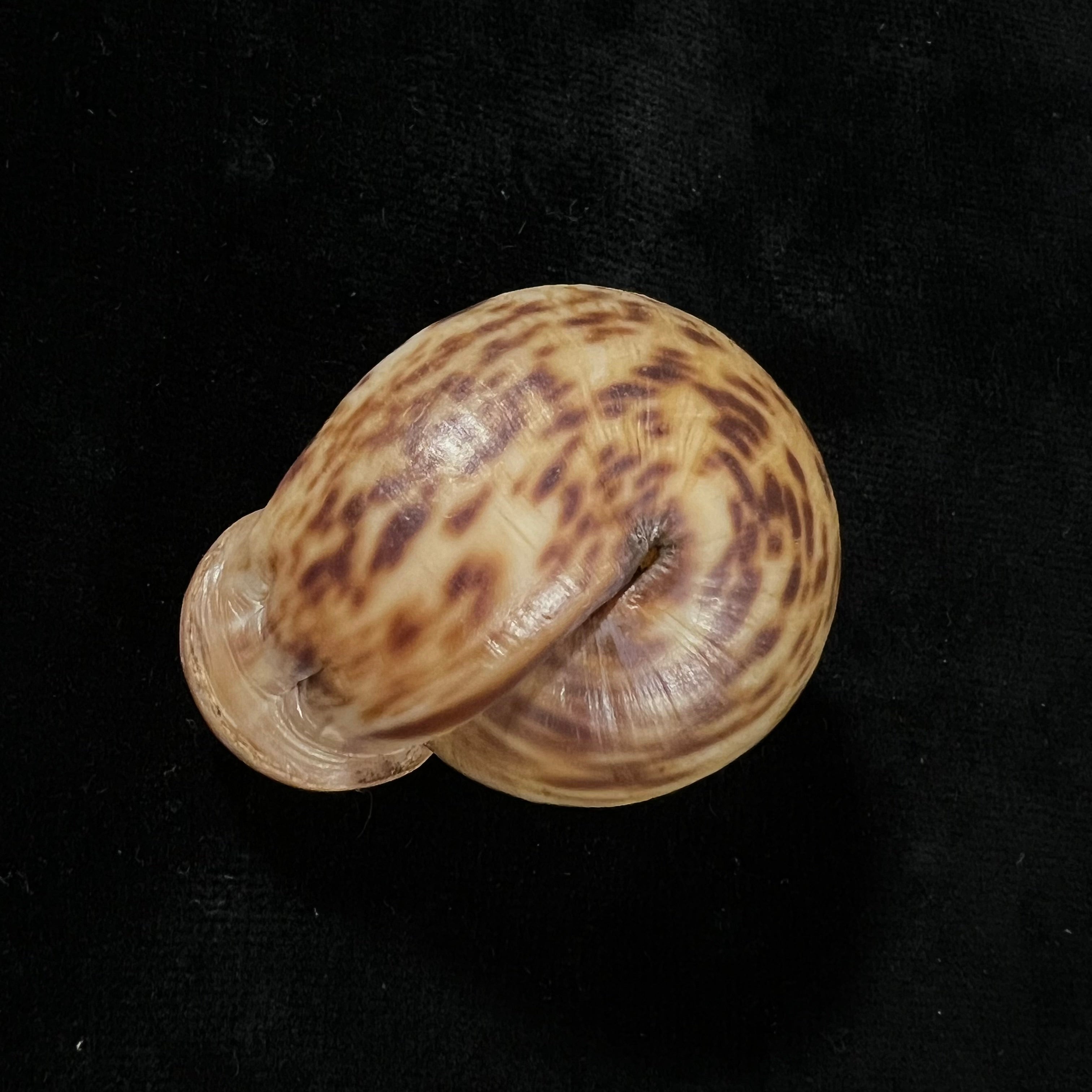 Anostoma octodentatus verreauxianum Hupe, 1857 - 43,7mm