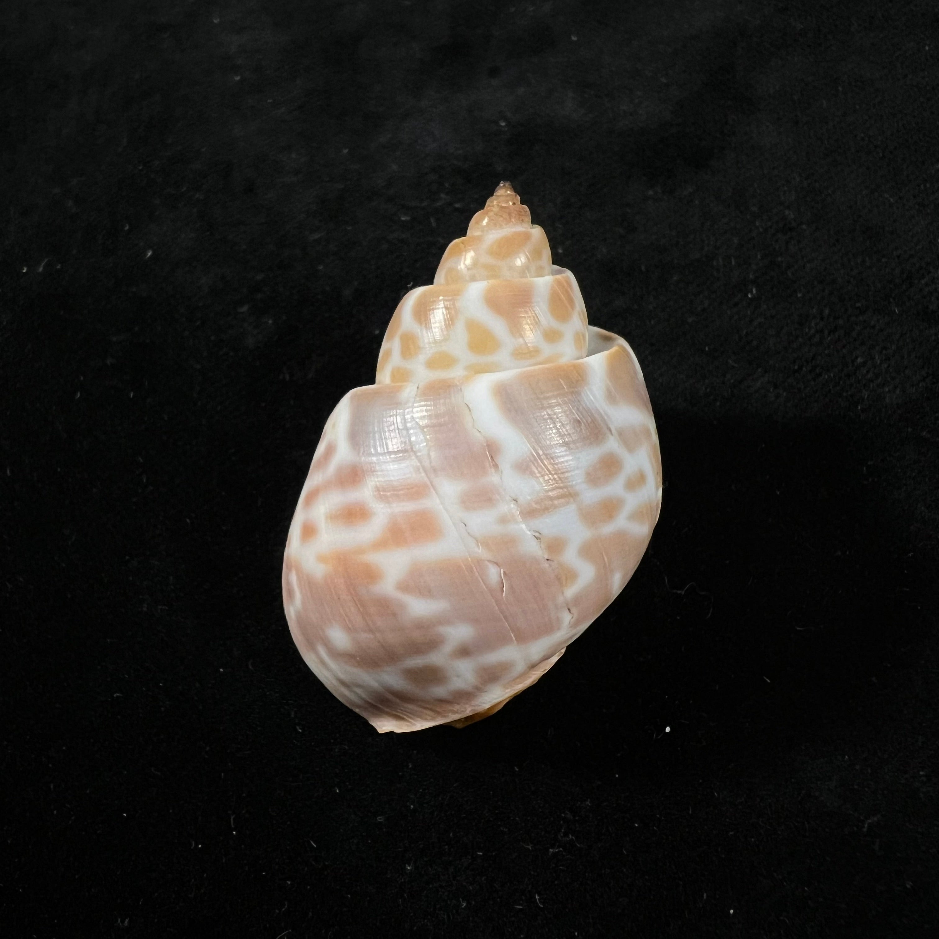 Babylonia spirata (Linnaeus, 1758) - 43,3mm