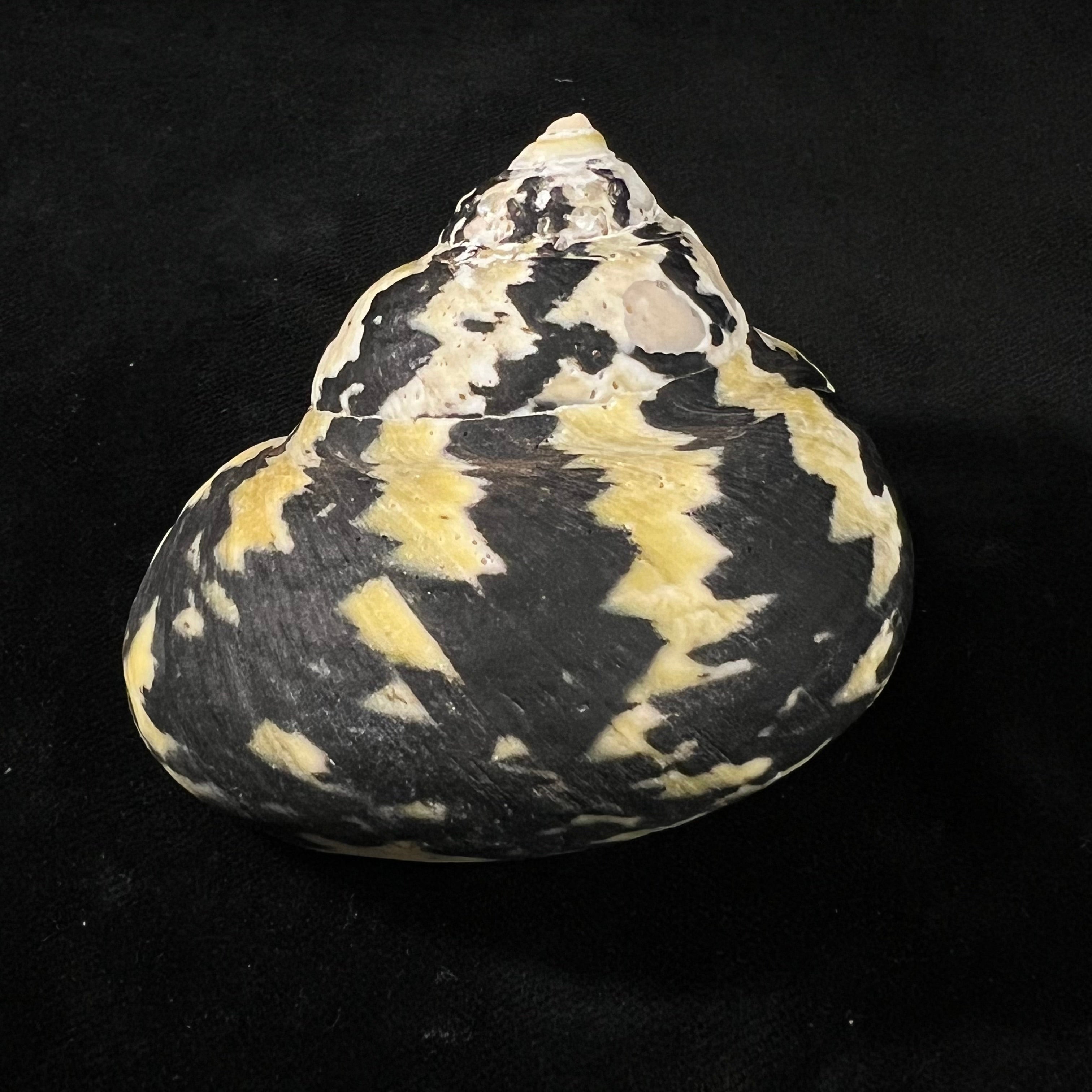 Cittarium pica (Linnaeus, 1758) - 76,1mm