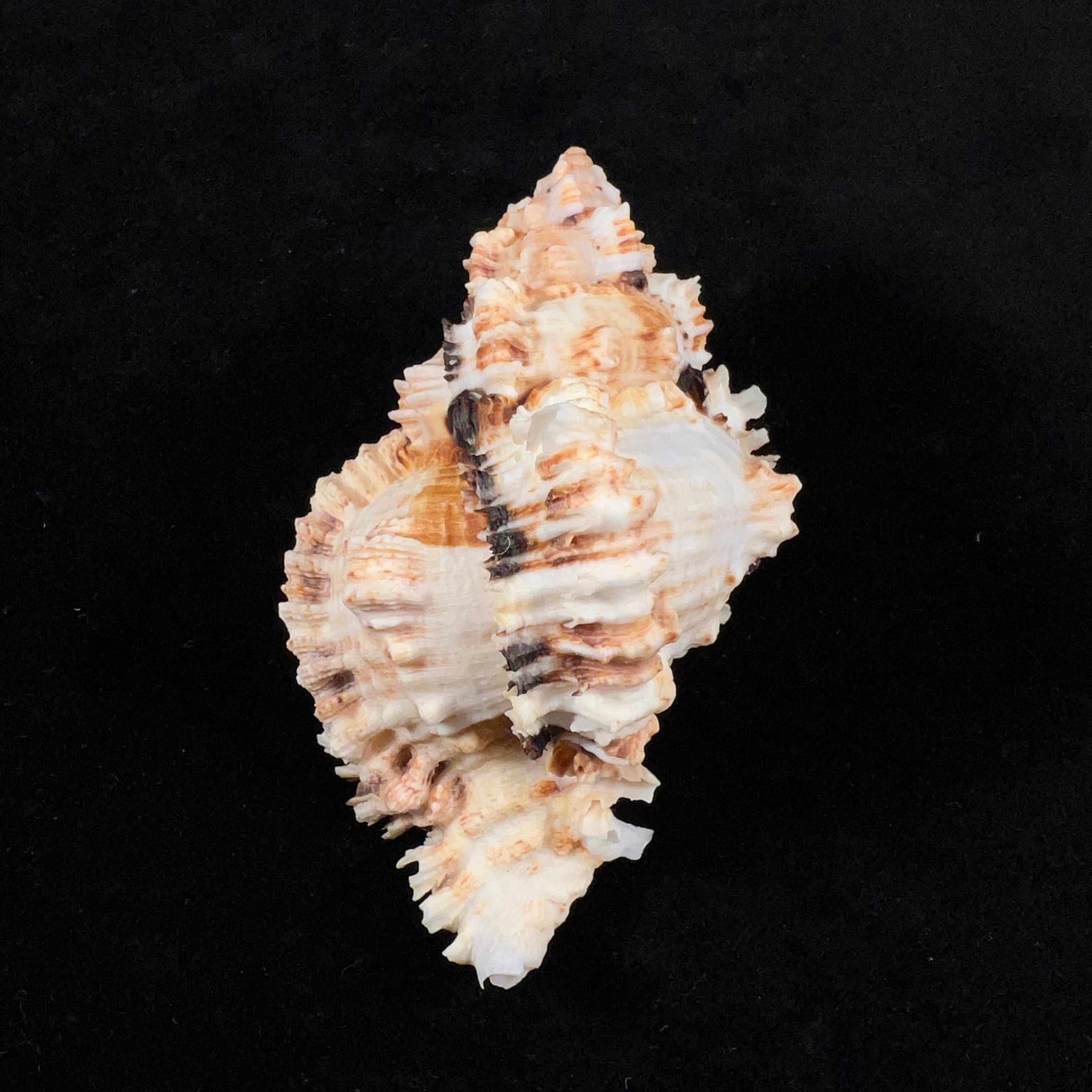 Phyllonotus oculatus (Reeve, 1845) - 94,6mm
