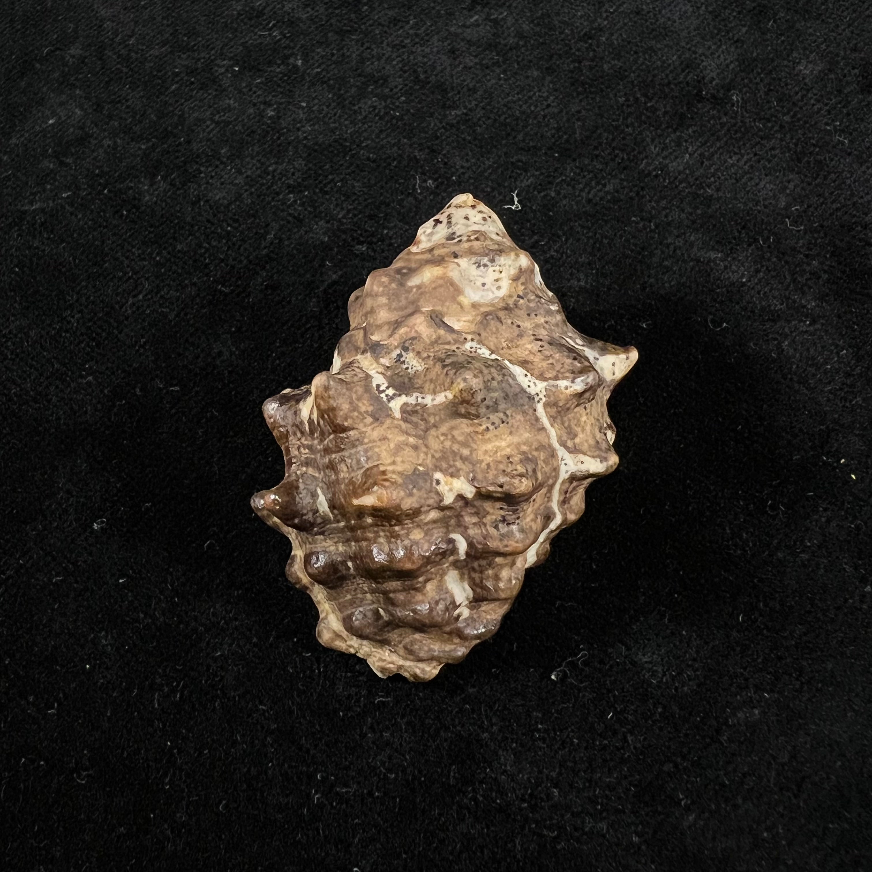 Tylothais aculeata (Deshayes, 1844) - 42,4mm