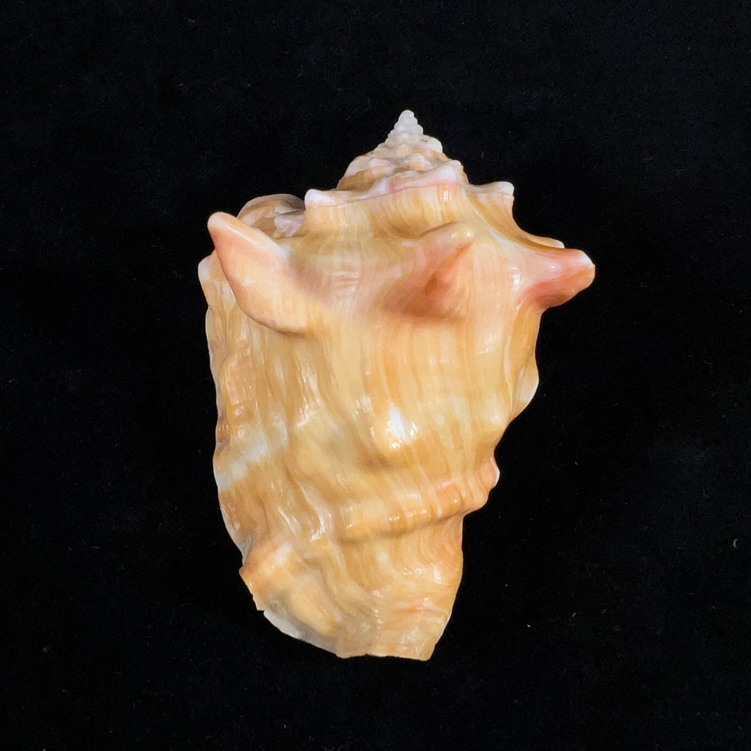 Thetystrombus latus (Gmelin, 1791) - 80mm