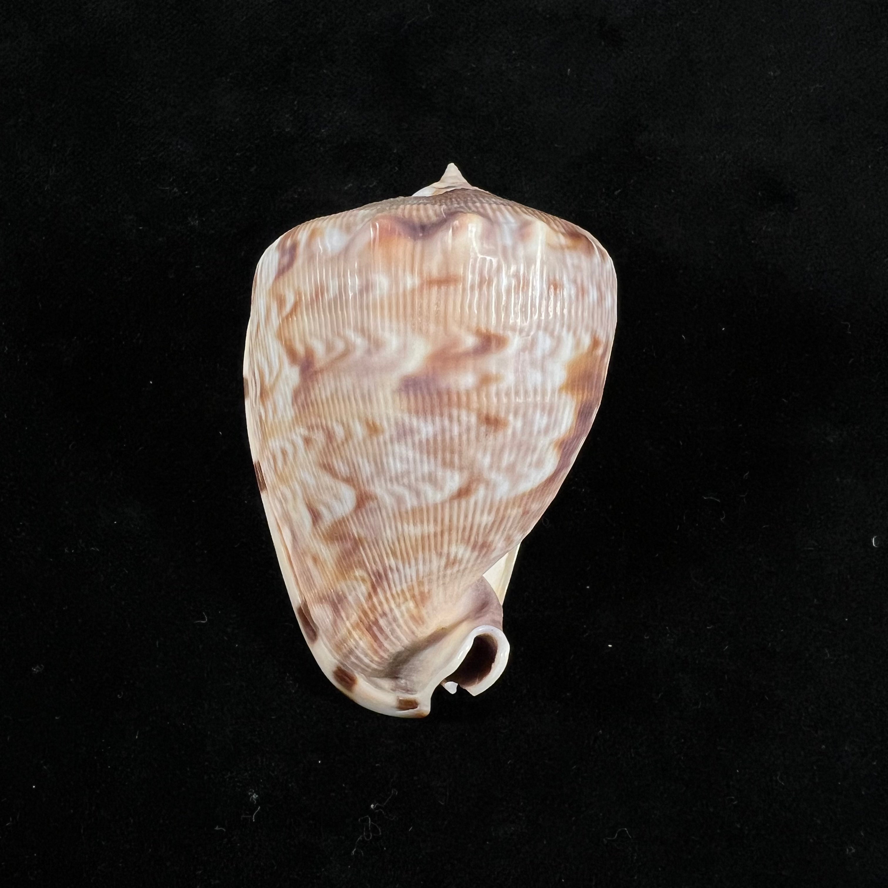 Cassis tuberosa (Linnaeus, 1758) - 65,6mm