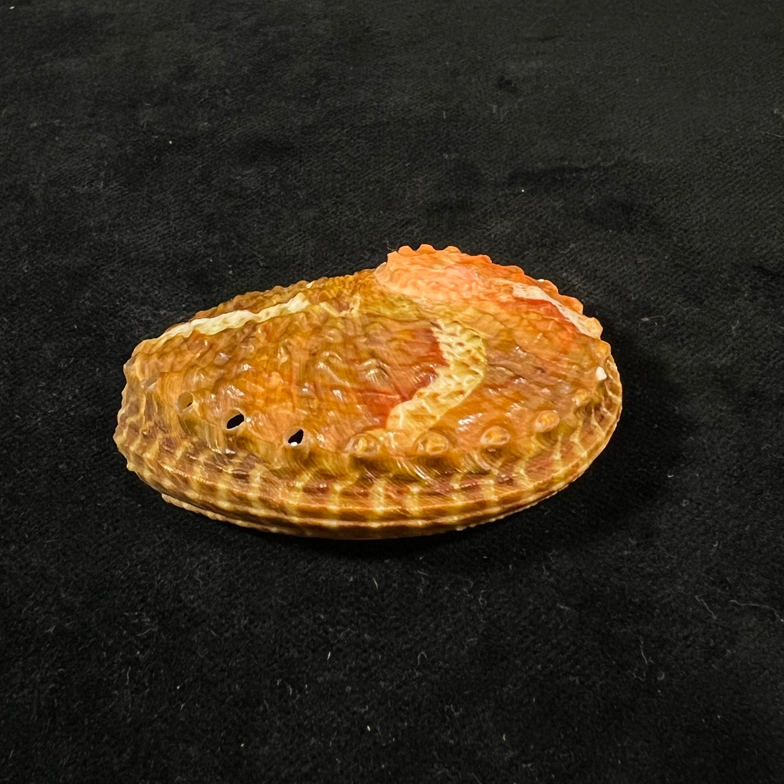 Haliotis ovina Gmelin, 1791 - 58,9mm