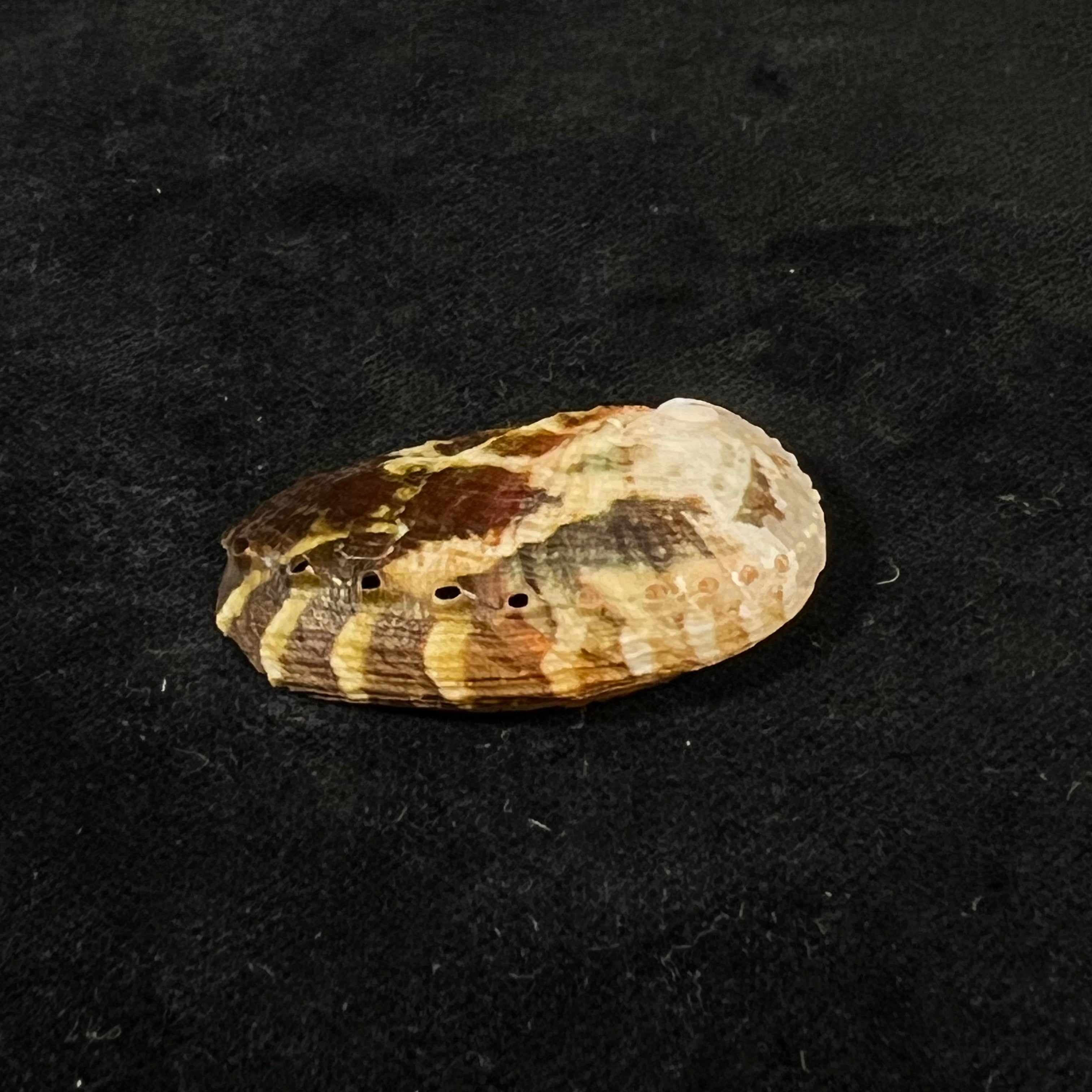 Haliotis planata G. B. SowerbyII, 1882 - 41,8mm