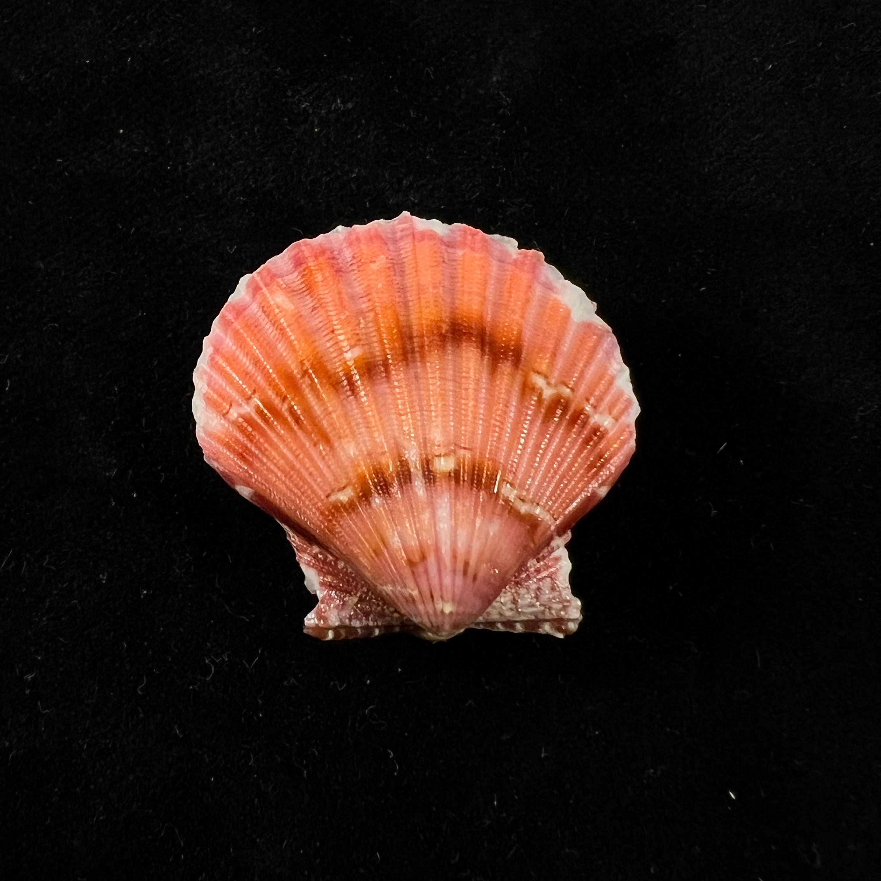 Argopecten noronhensis (E. A. Smith, 1885) - 26,4mm