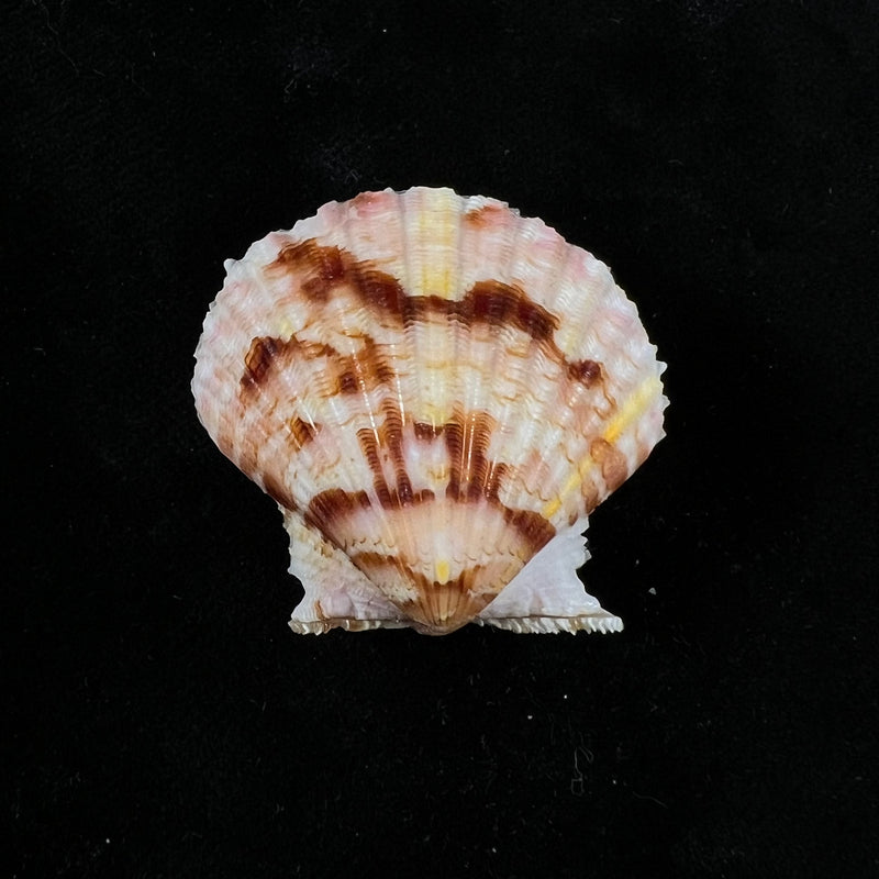 Argopecten noronhensis (E. A. Smith, 1885) - 29,7mm