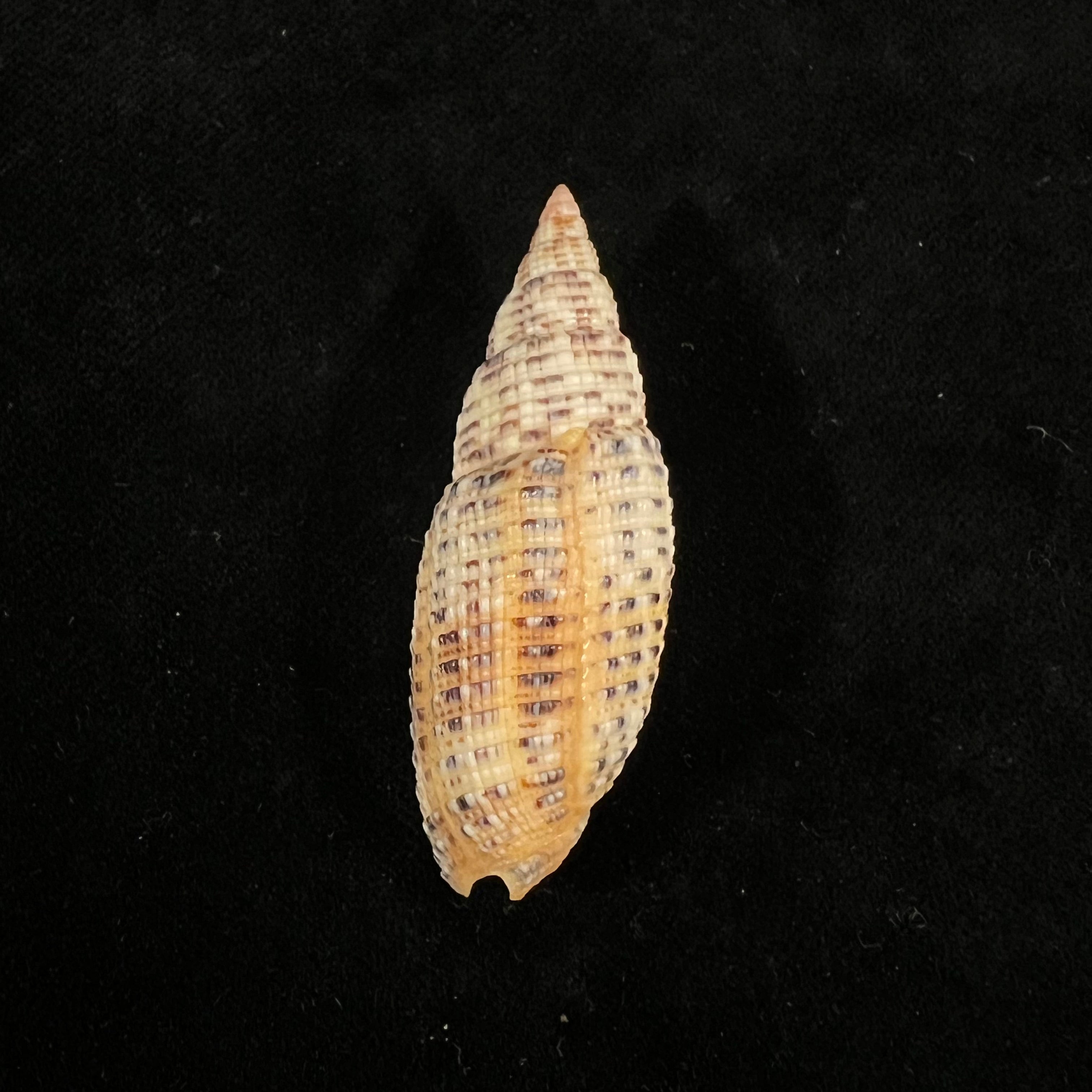 Neocancilla papilio (Link, 1807) - 51,1mm