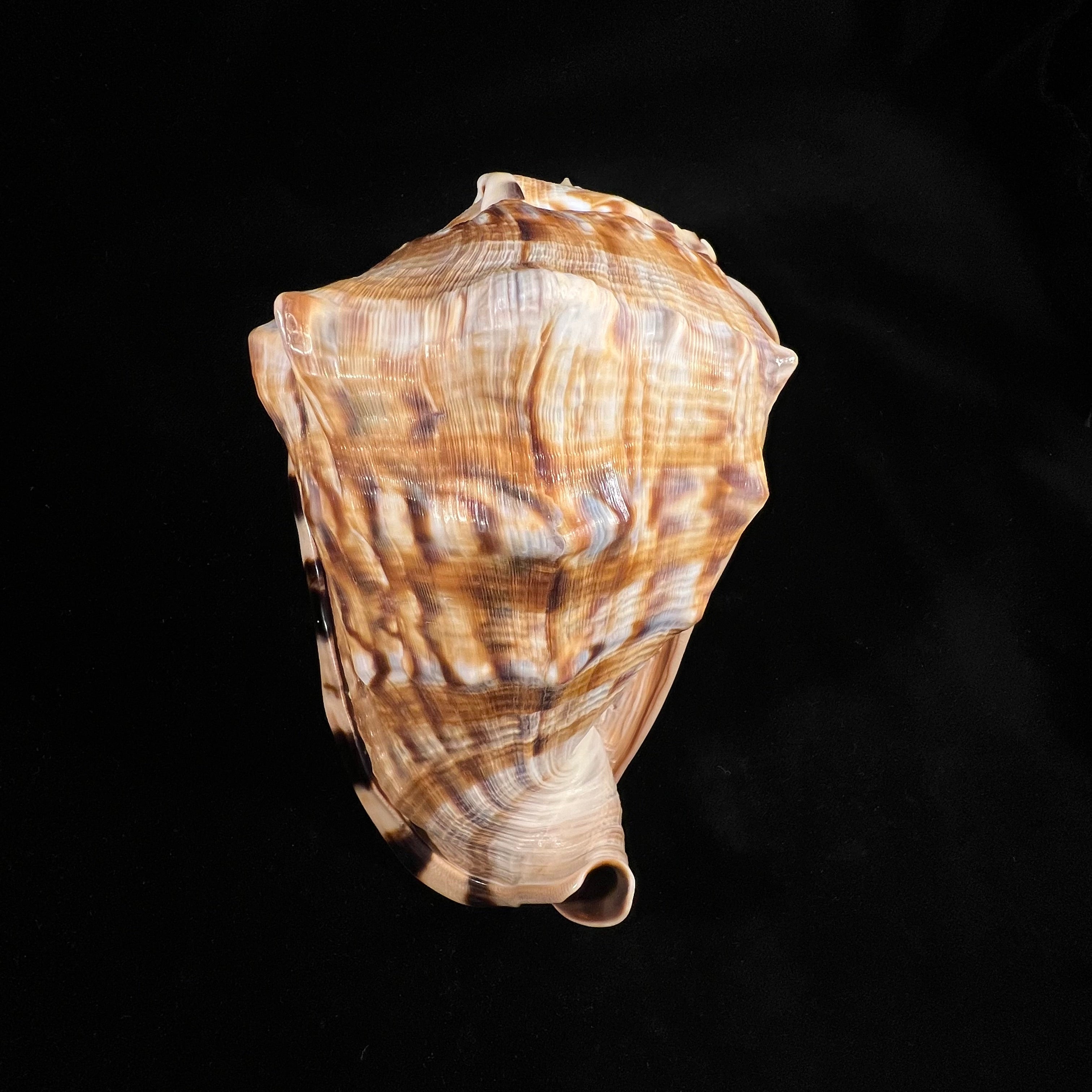 Cassis tuberosa (Linnaeus, 1758) - 170,1mm