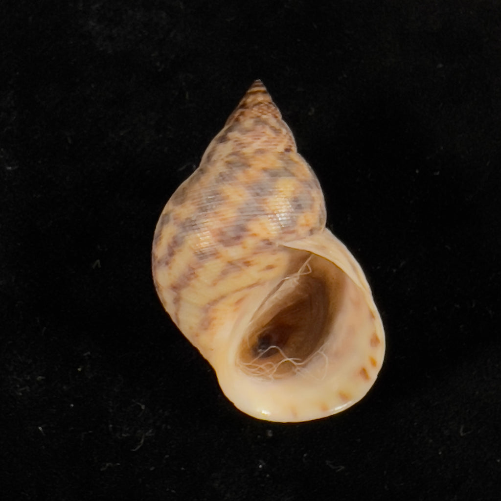 Littoraria angulifera (Lamarck, 1822) - 31,7mm