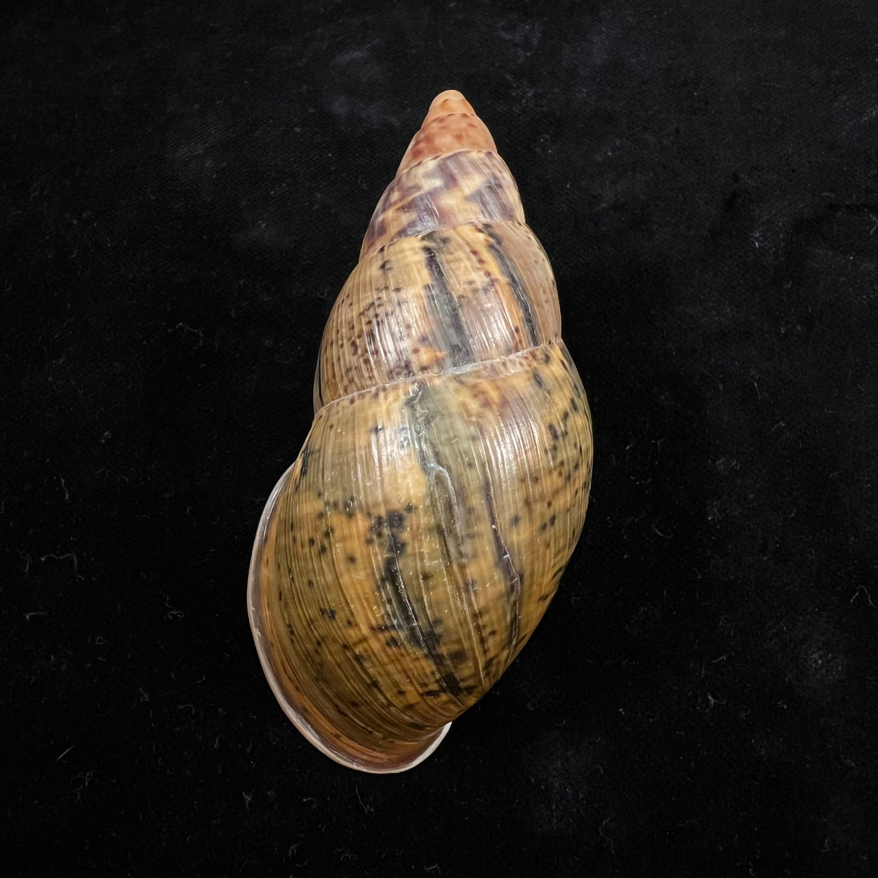 Sultana maranhonensis (Albers, 1854) - 81,7mm
