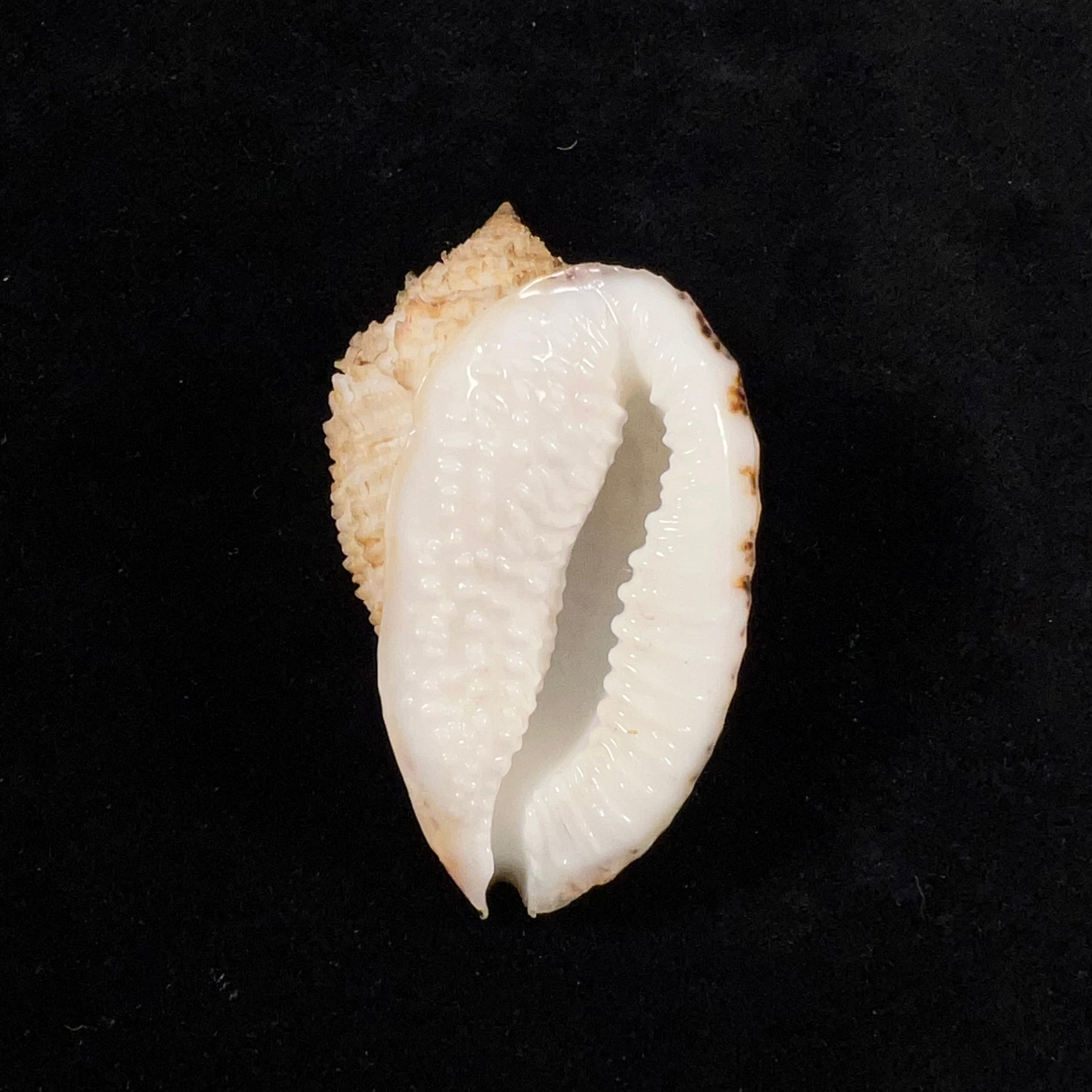 Morum grande (A. Adams, 1855) - 57,2mm