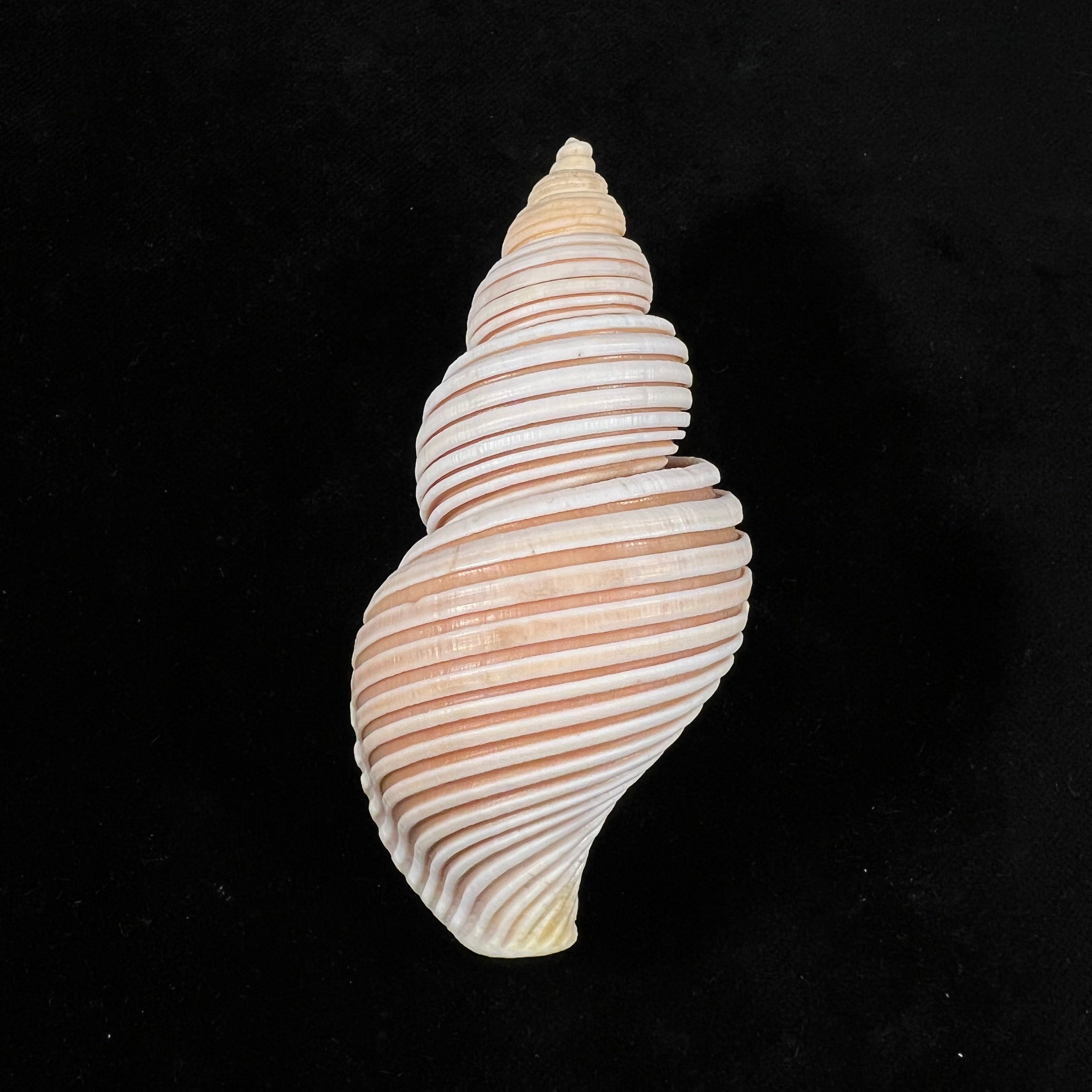 Ancistrolepis vietnamensis Sirenko & Goryachev, 1990 - 97,9mm