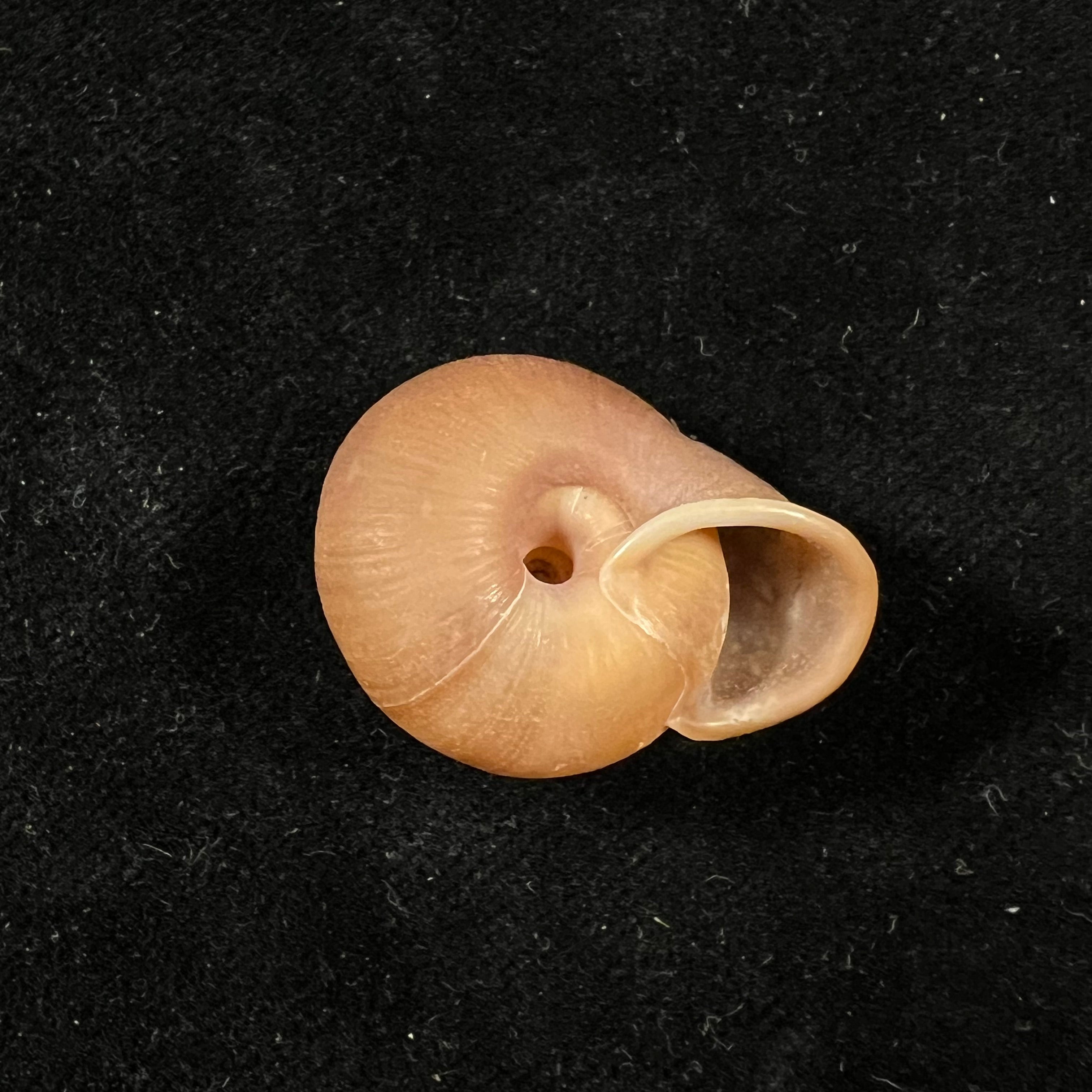 Stegodera angusticollis (E. von Martens, 1875) - 26,9mm