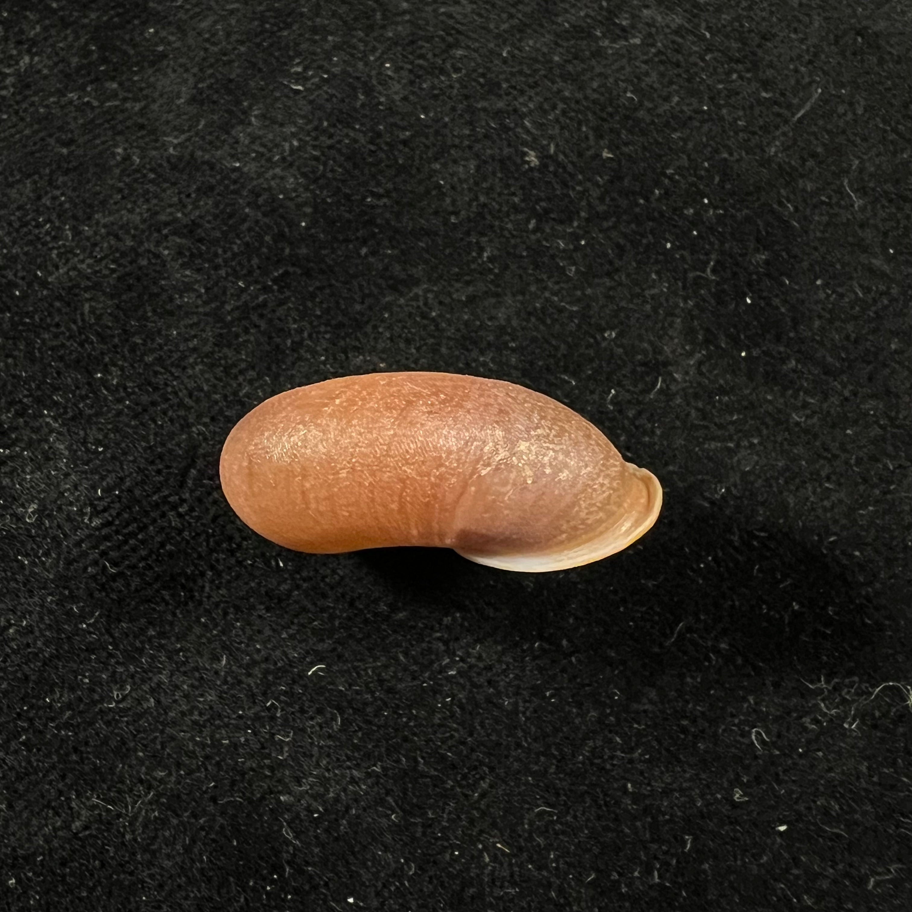 Stegodera angusticollis (E. von Martens, 1875) - 26,9mm