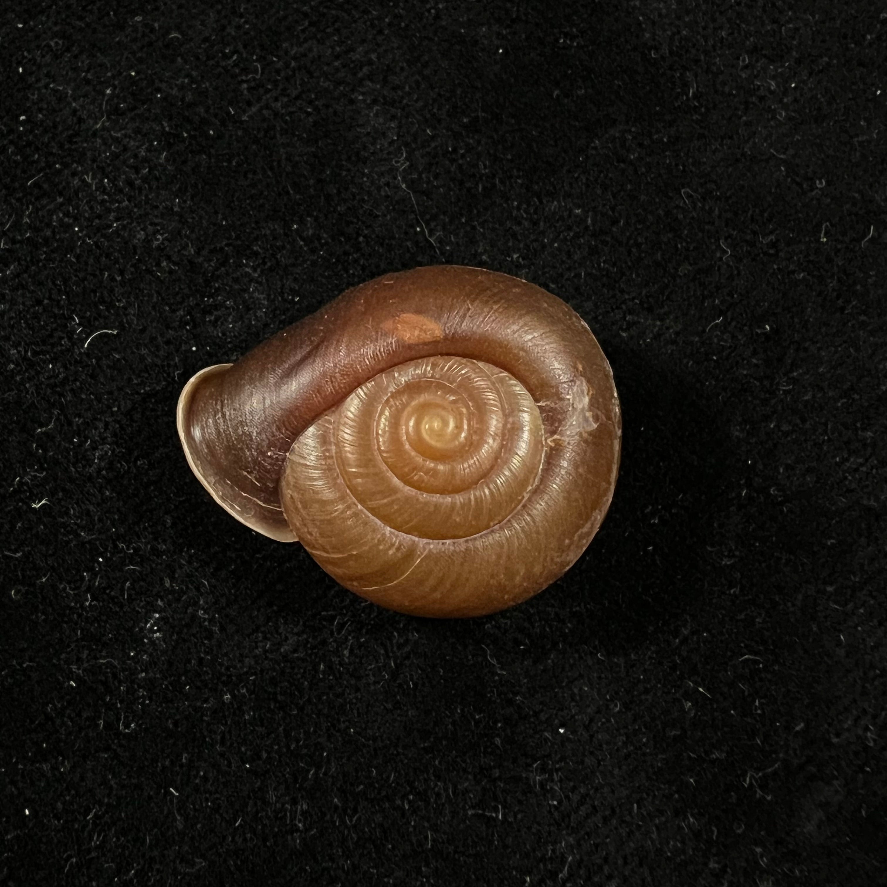 Stegodera angusticollis (E. von Martens, 1875) - 28,2mm