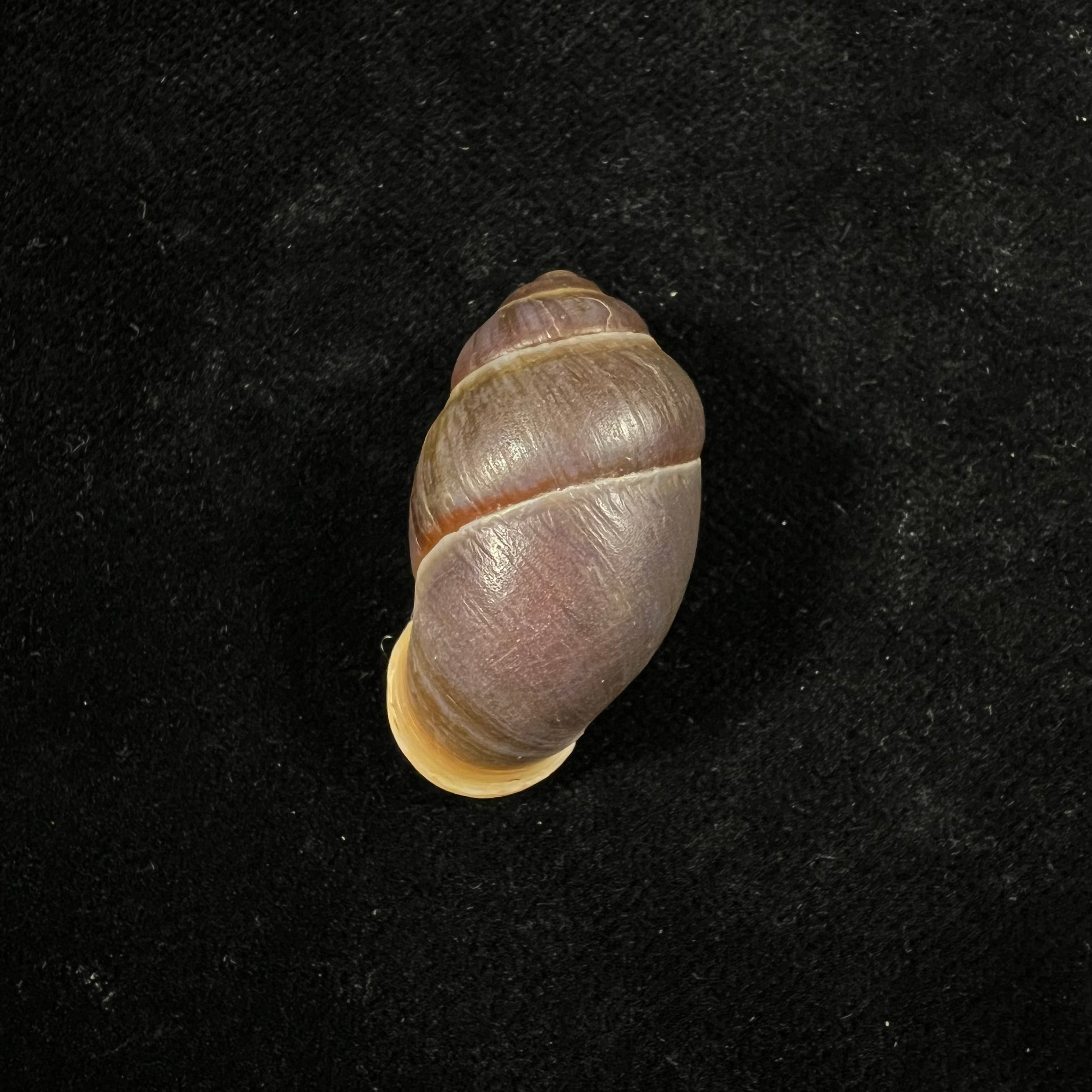 Pollicaria rochebruni (Mabille, 1887) - 32,7mm