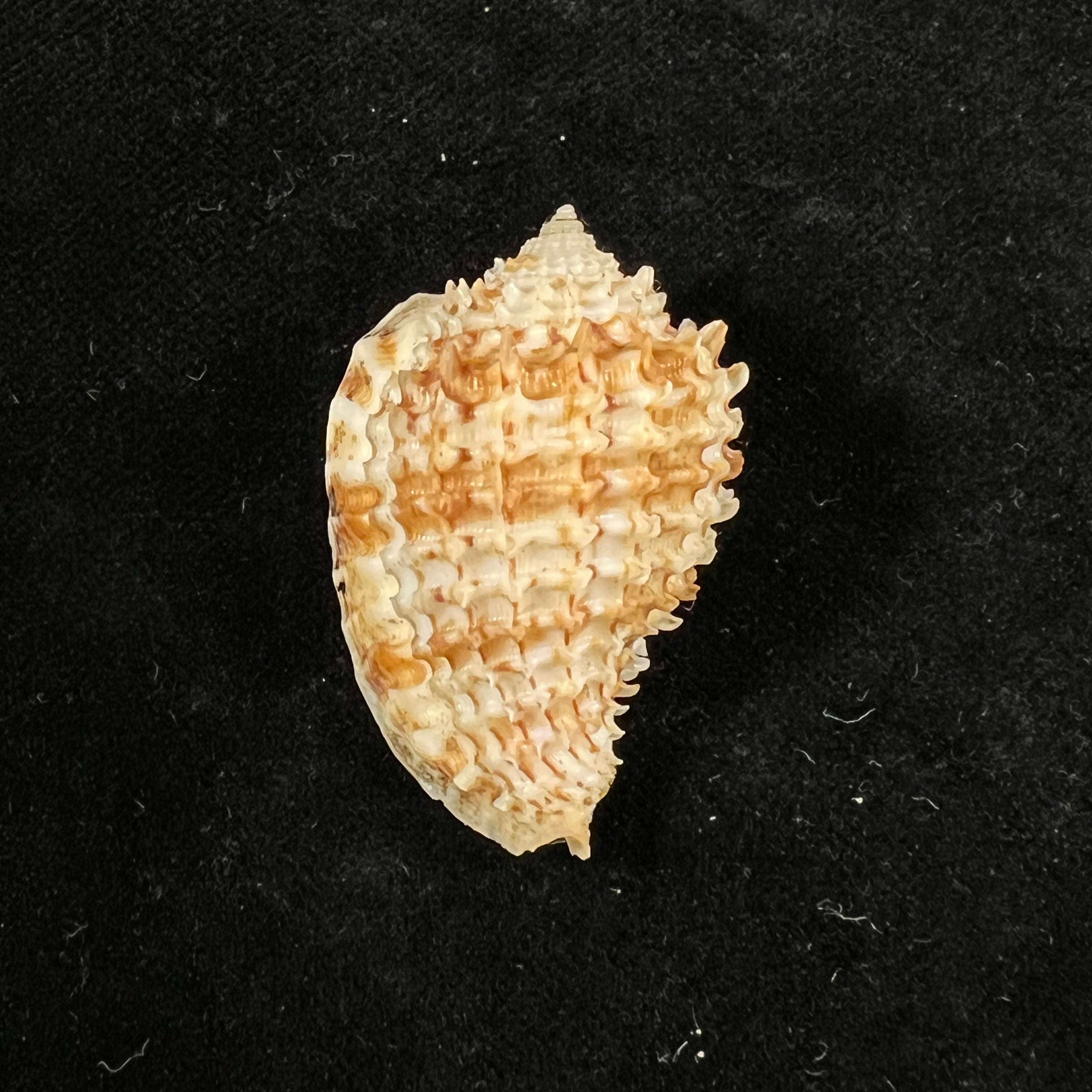 Morum ninomiyai W. K. Emerson, 1986 - 40,4mm