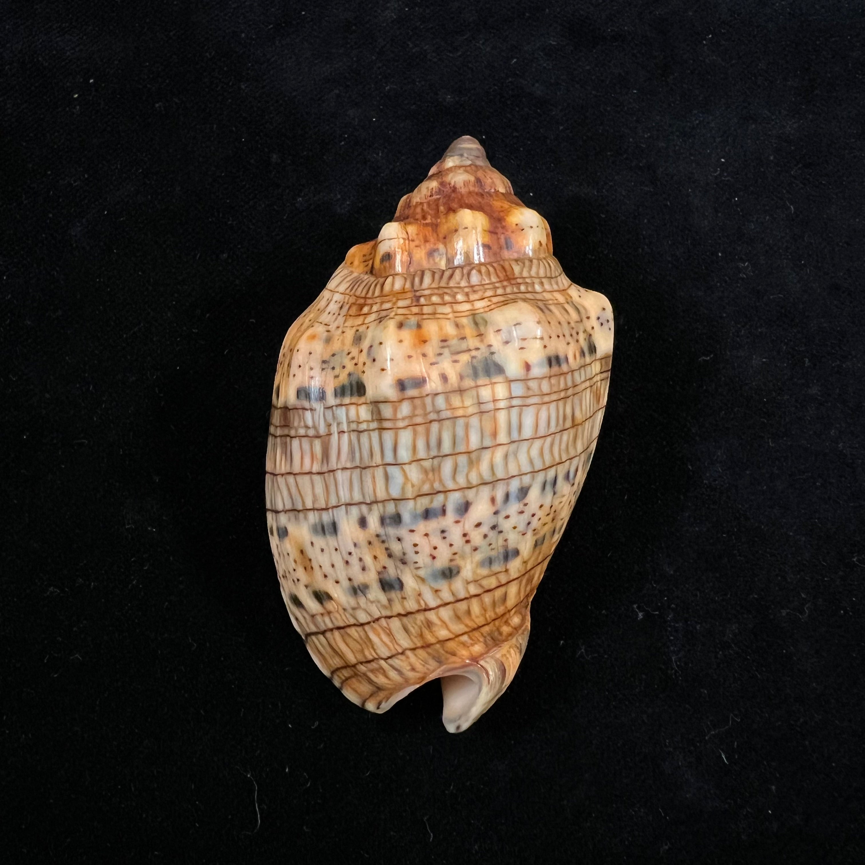 Voluta musica Linnaeus, 1758 - 67,4mm