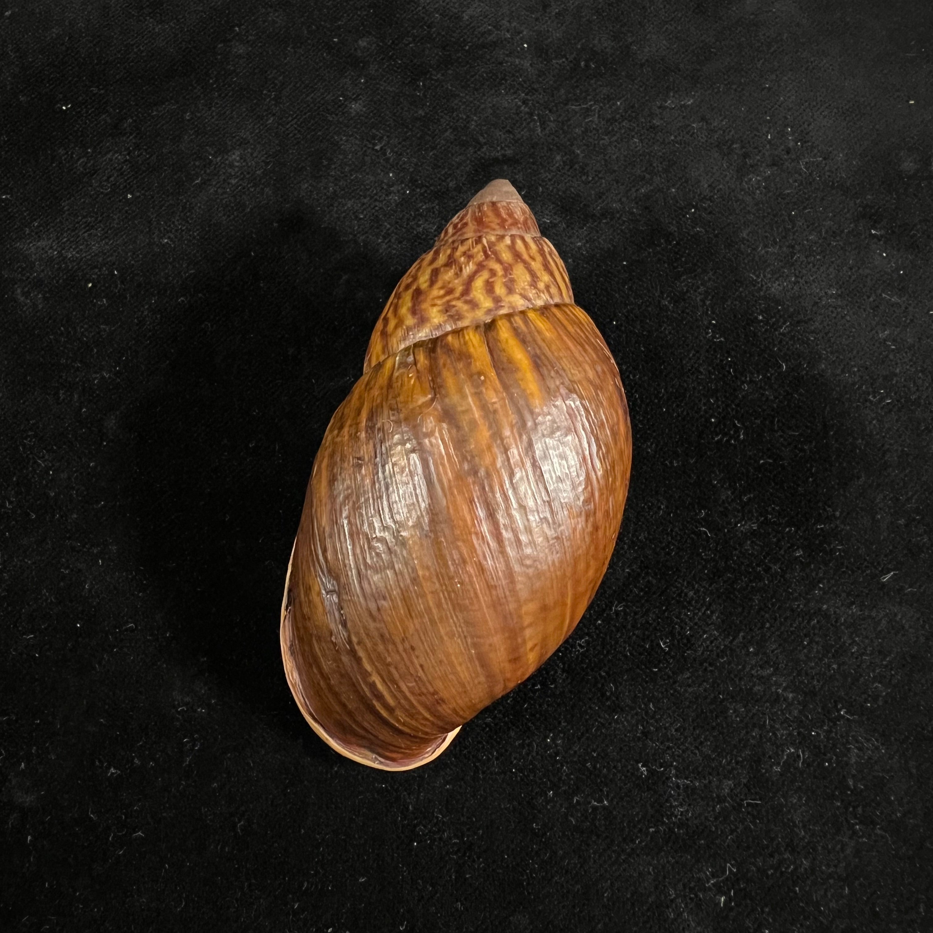 Dryptus moritzianus (L. Pfeiffer, 1847) - 78,1mm