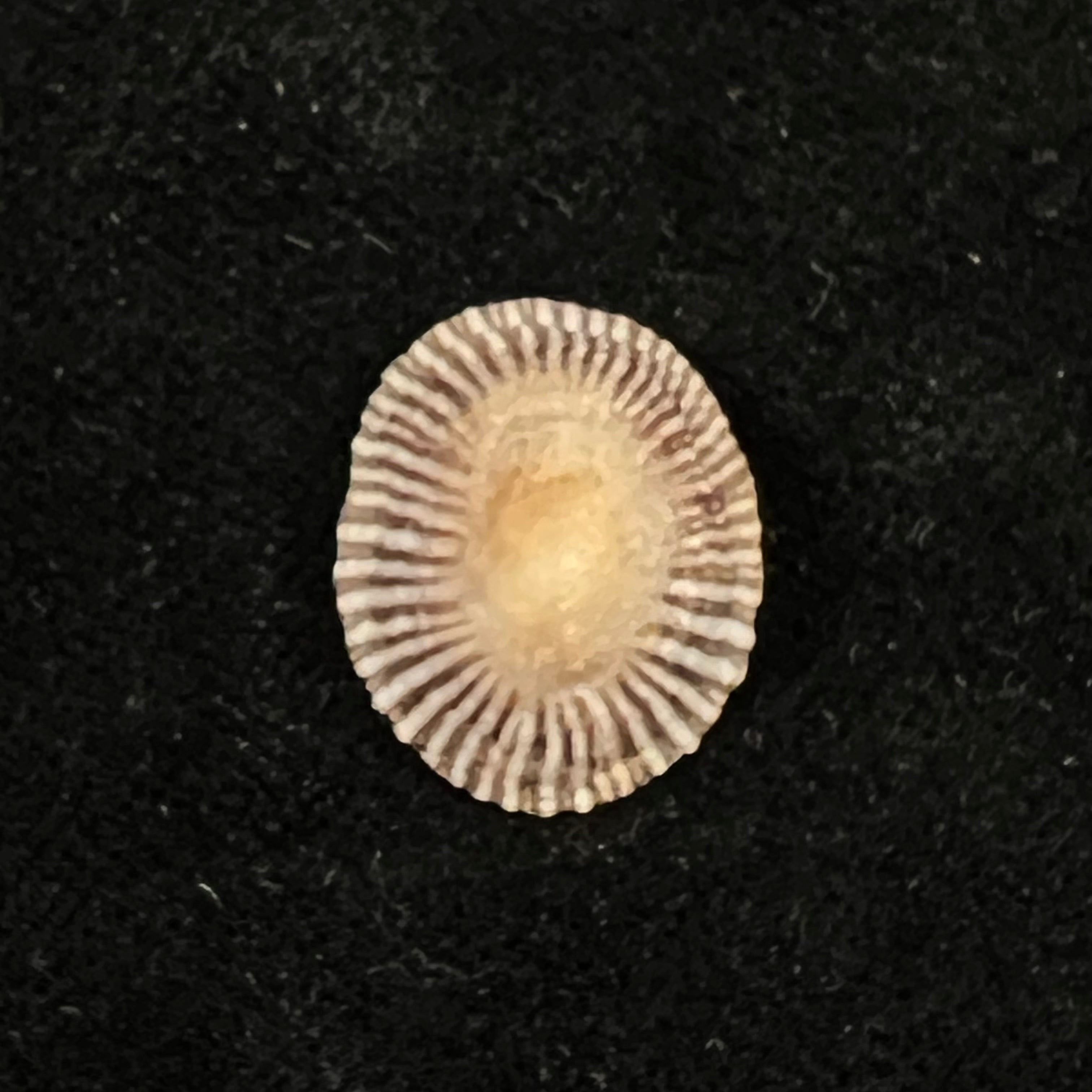 Siphonaria pectinata (Linnaeus, 1758) - 18,9mm