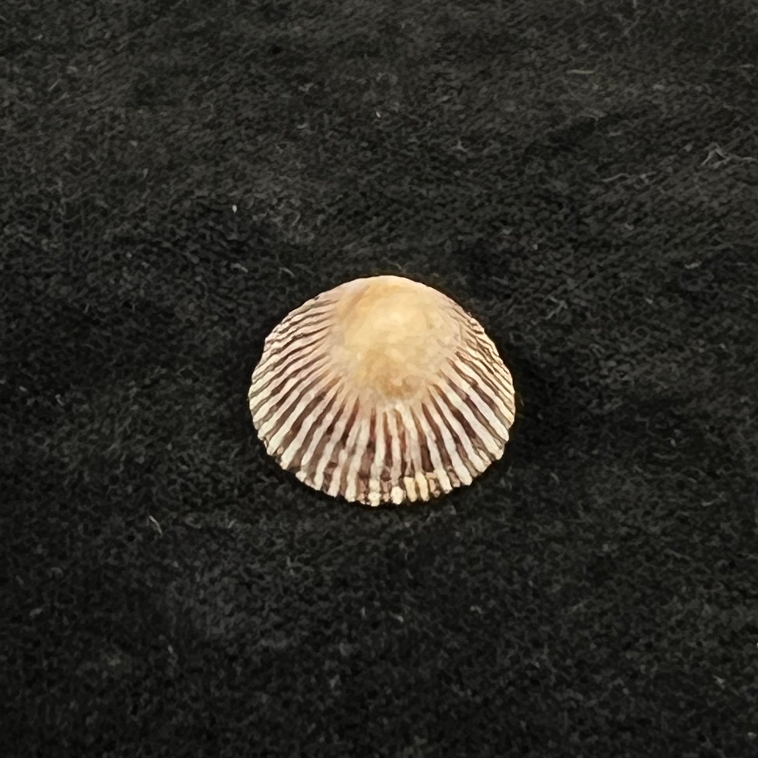 Siphonaria pectinata (Linnaeus, 1758) - 18,9mm