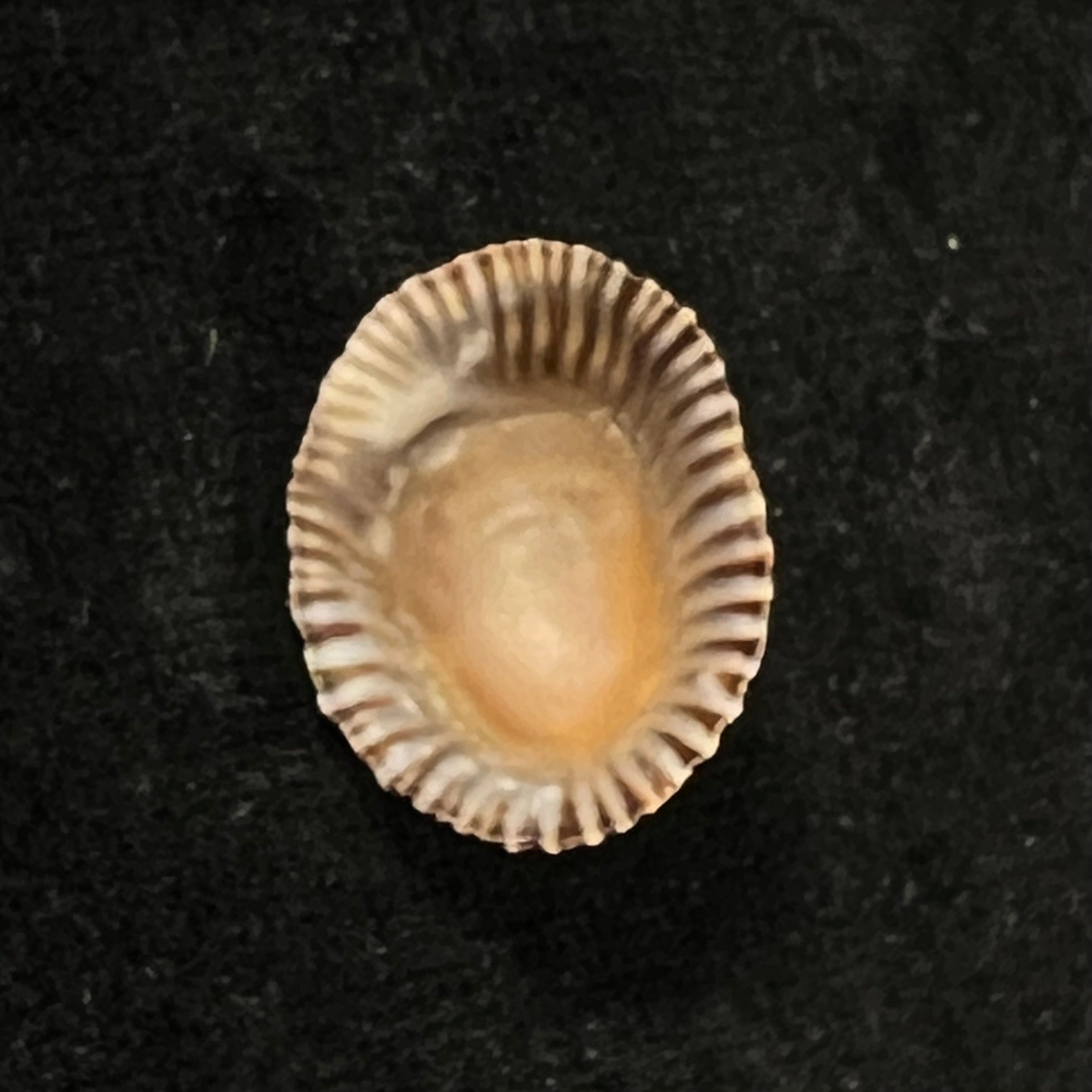Siphonaria pectinata (Linnaeus, 1758) - 18,9mm