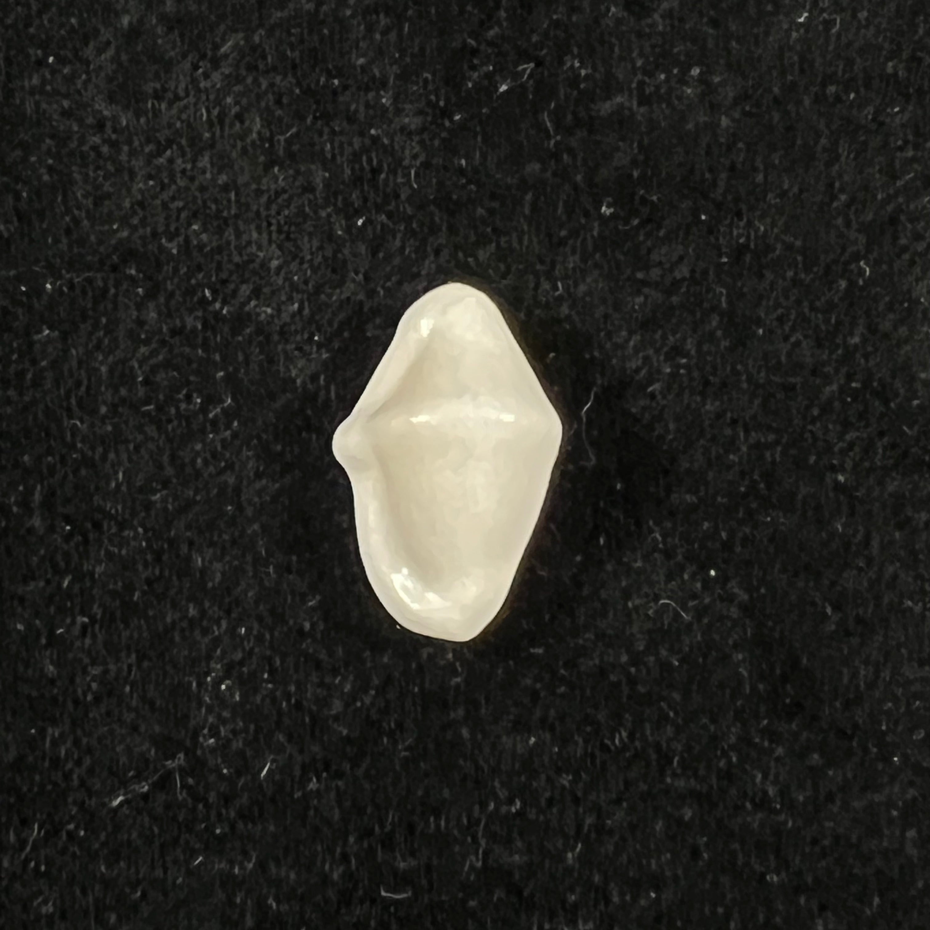 Cyphoma signatum Pilsbry & McGinty, 1939 - 19,7mm