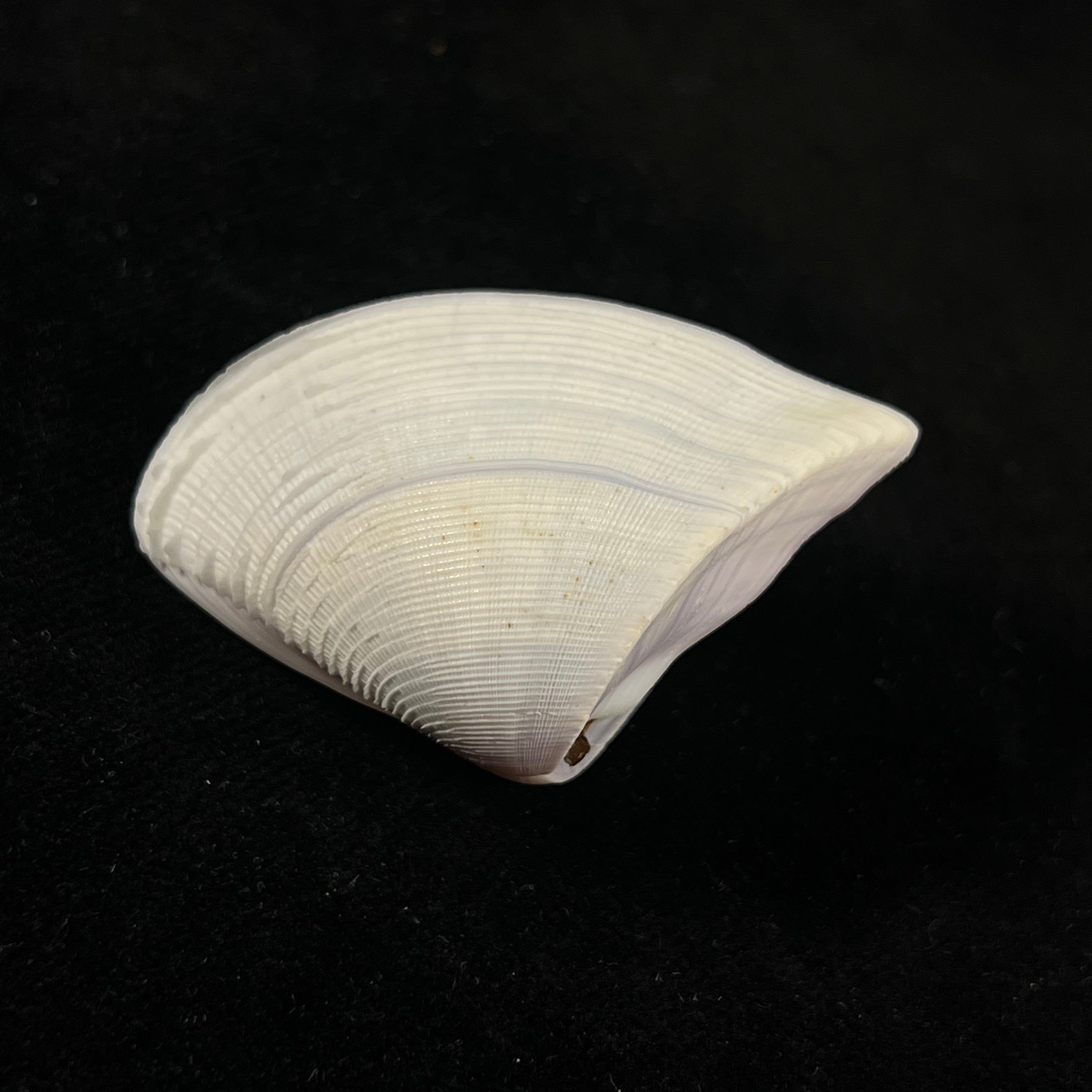 Donax scortum (Linnaeus, 1758) - 48,8mm