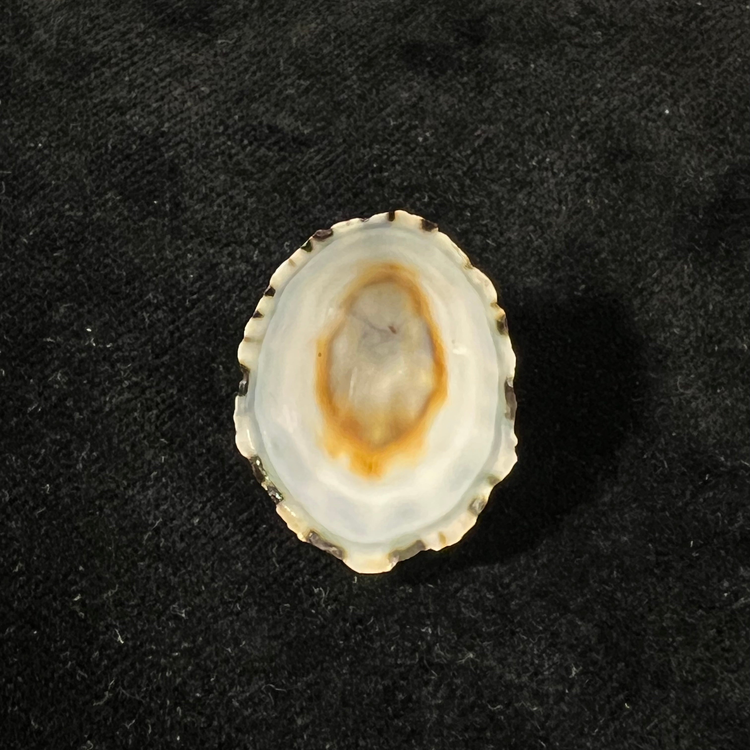 Scurria zebrina (Lesson, 1831) - 26,9mm