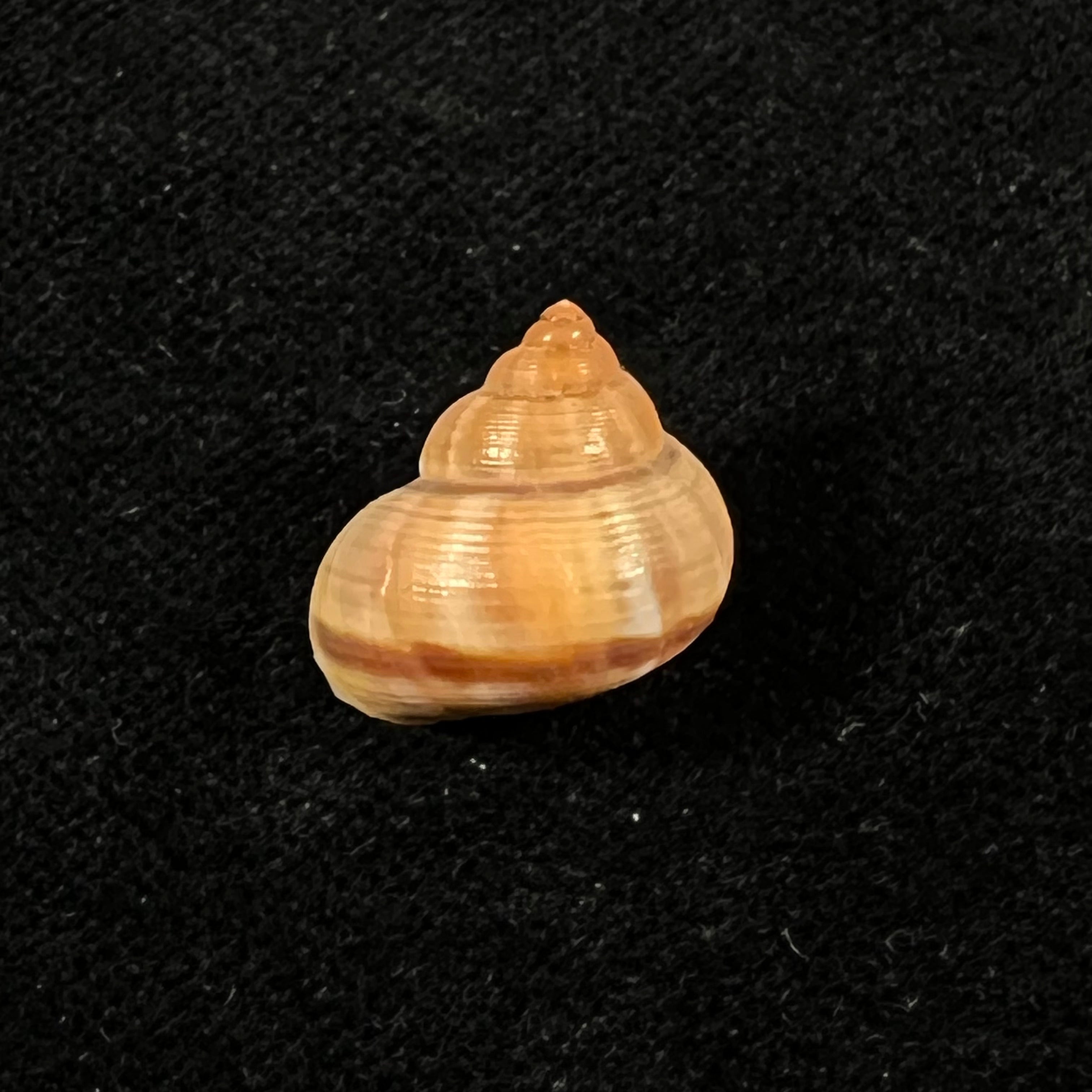 Tropidophora consocia (Pfeiffer, 1848) - 16,5mm