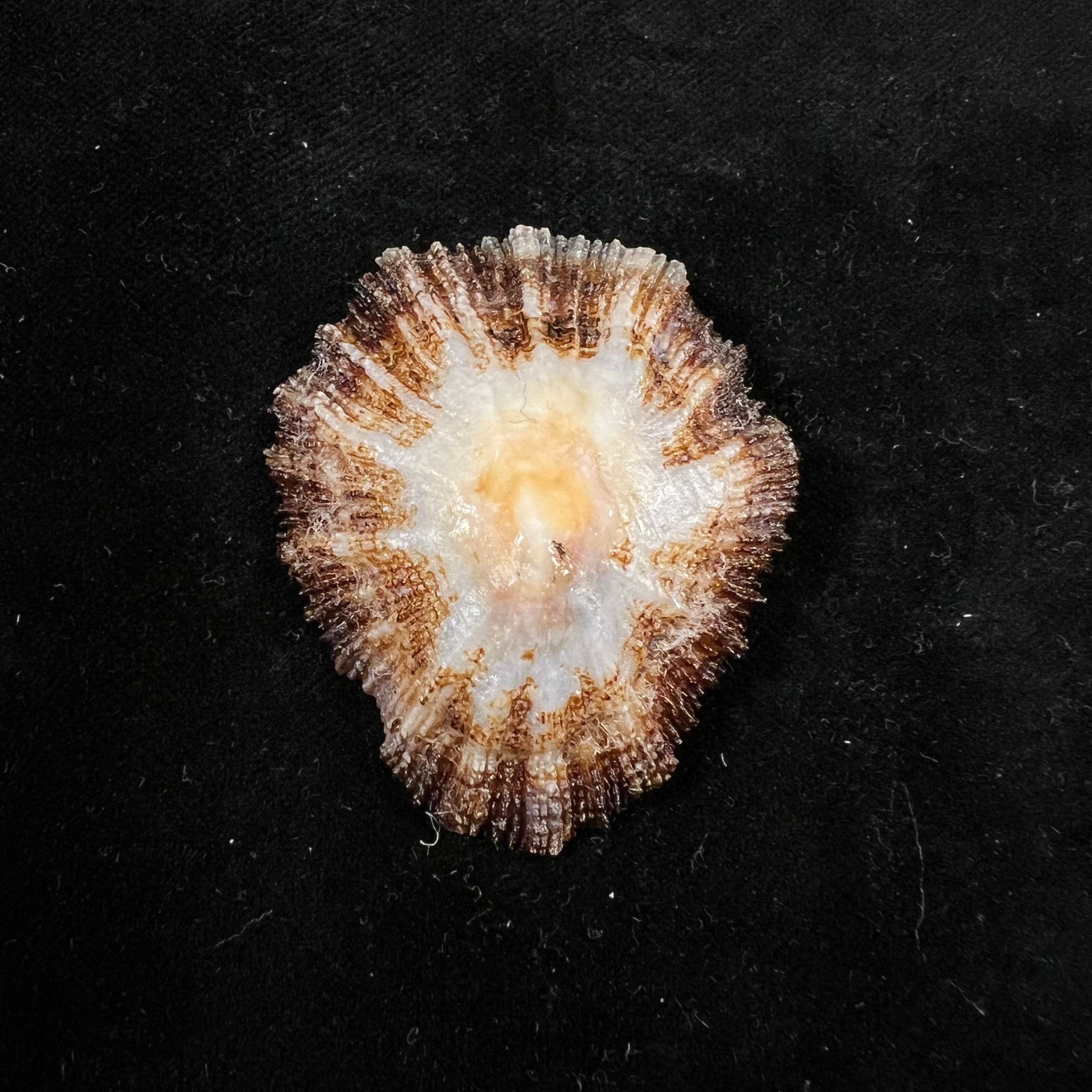 Patella aspera Röding, 1798 - 50,8mm