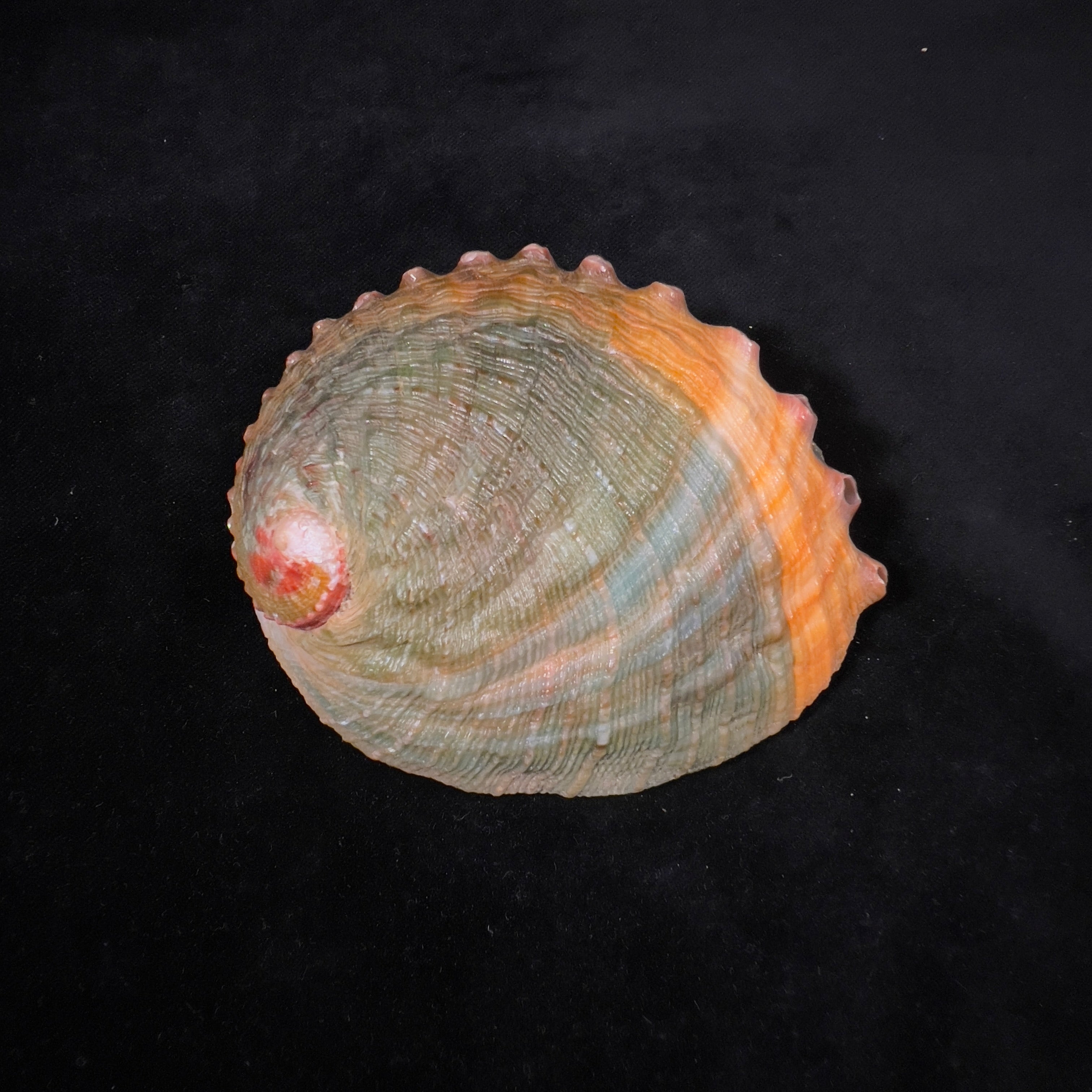 Haliotis kamtschatkana assimilis Dall, 1878 - 100mm
