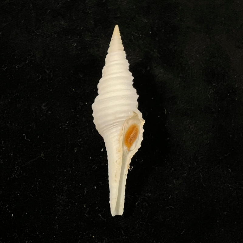 Polystira albida (G. Perry, 1811) - 61mm