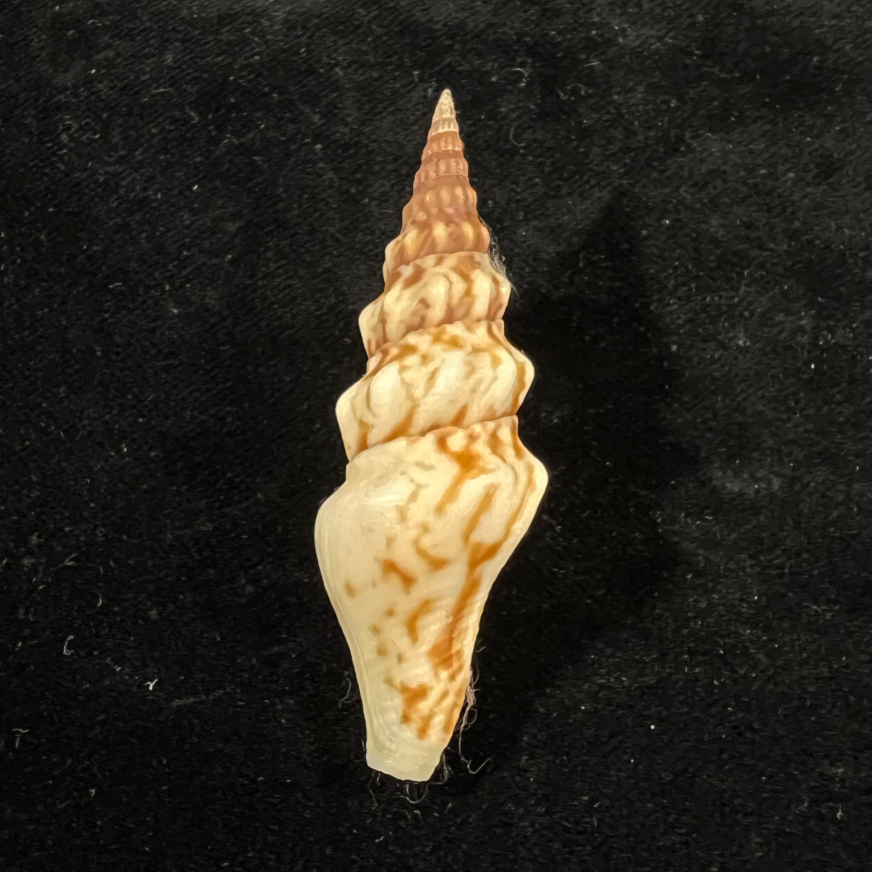 Tiariturris spectabilis S. S. Berry, 1958 - 63mm