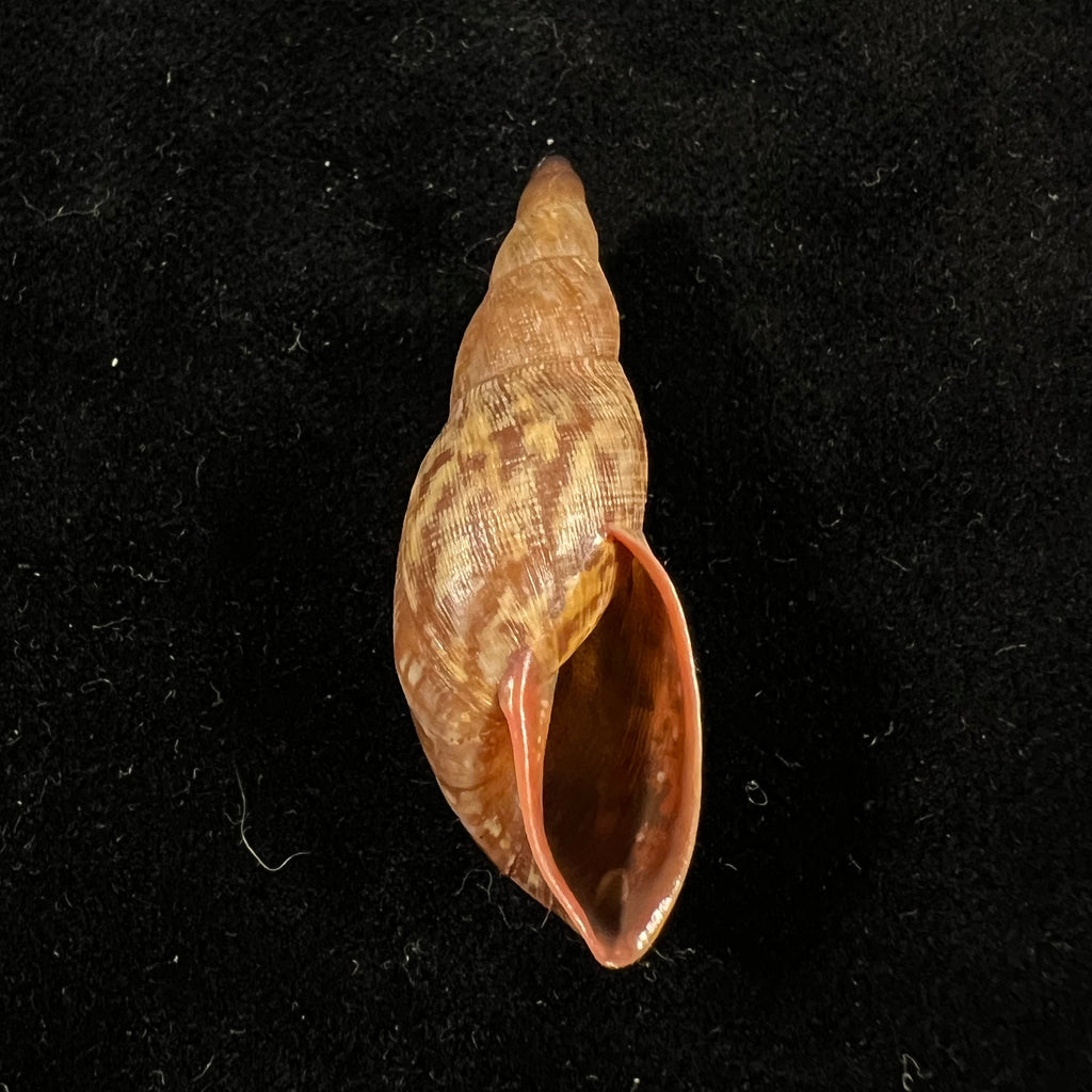 Gonyostomus egregius (L. Pfeiffer, 1845) - 40,8mm