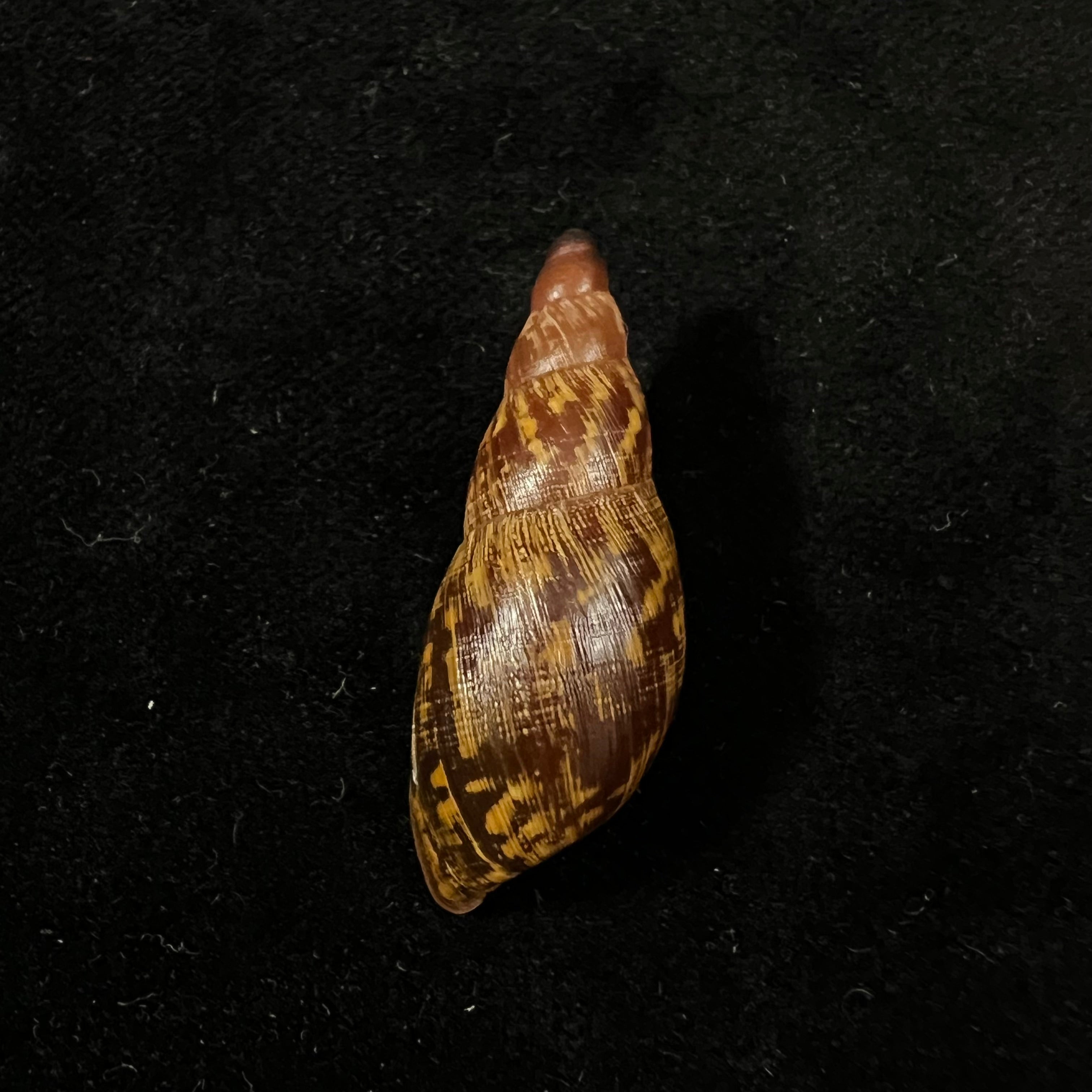 Gonyostomus egregius (L. Pfeiffer, 1845) - 36,8mm